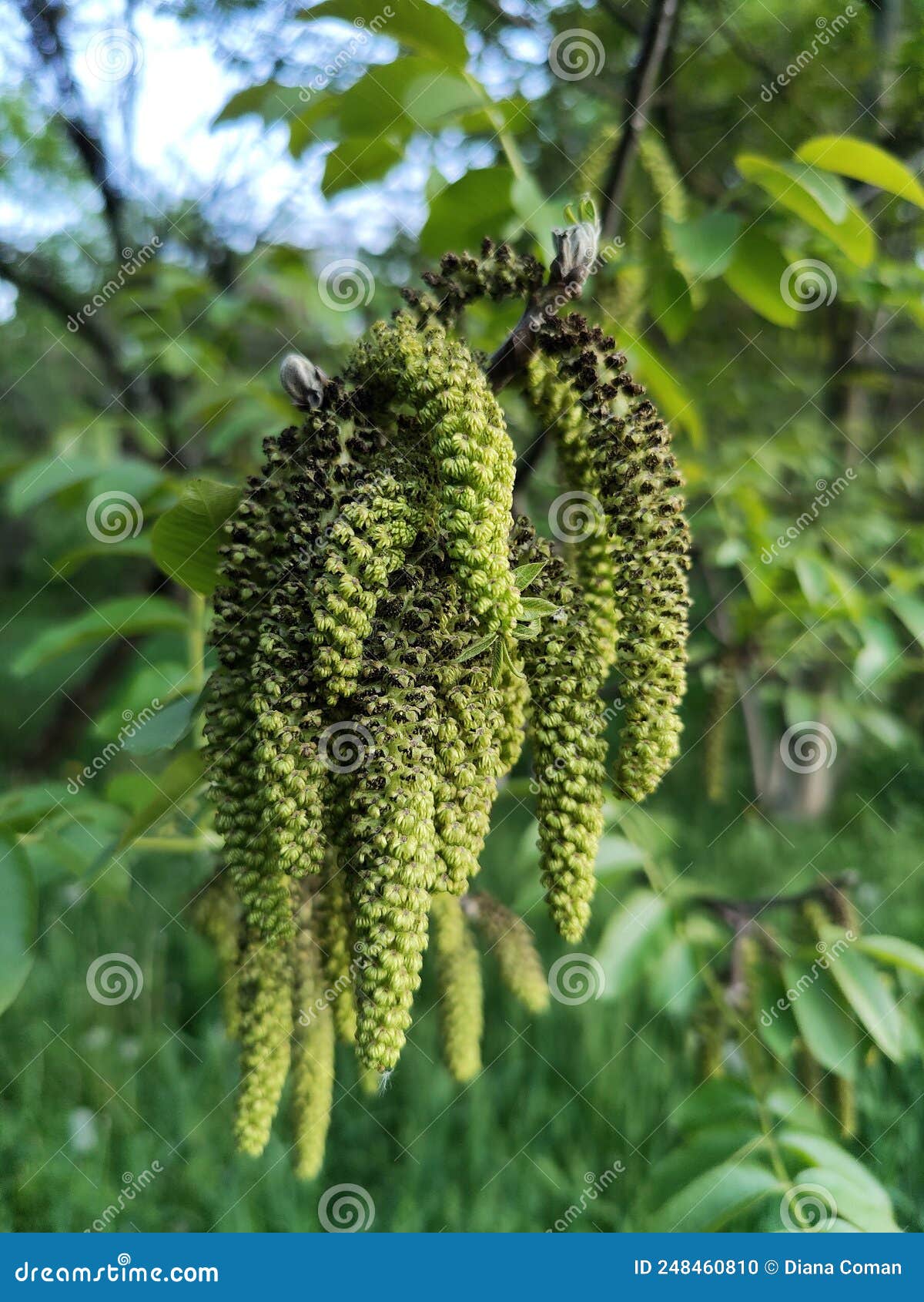 Spring - Walnut Tree Flowers Stock Photo - Image of bloom, blossom ...