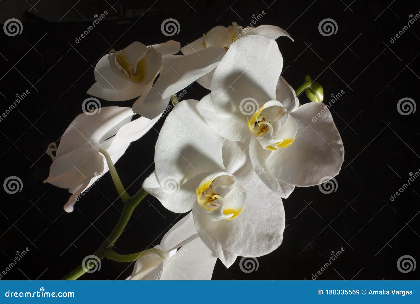 Spring Was Commissioned To Open Six Orchids and is Still Open Another ...