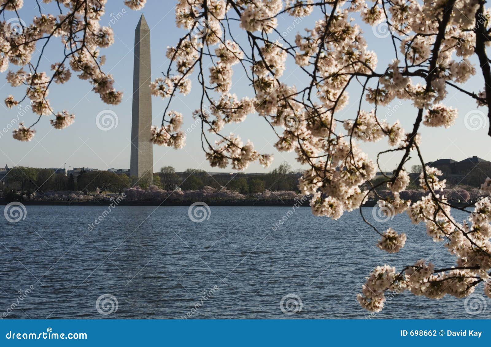 Spring in Washington stock photo. Image of cherry, united - 698662