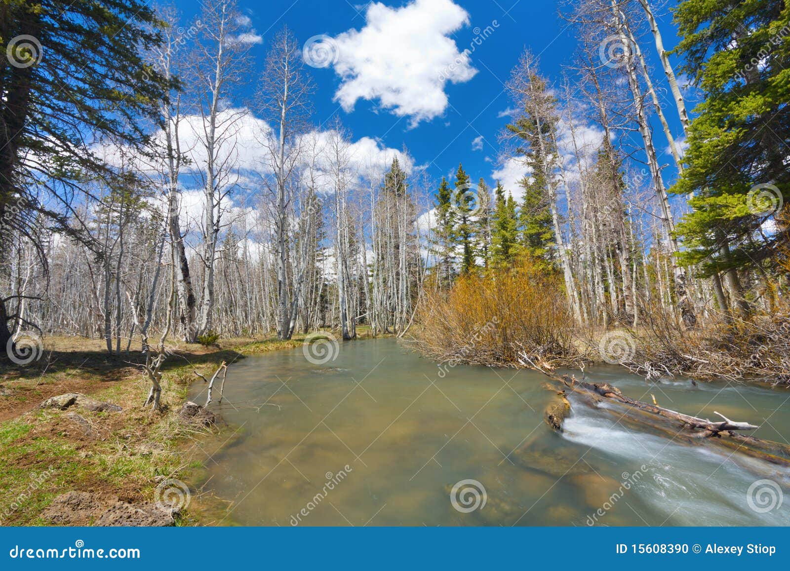 Spring water stock photo. Image of woods, bare, white - 15608390