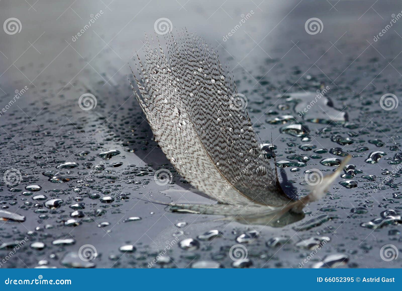 Spring of a Water Bird with Water Drops Stock Image - Image of drops ...