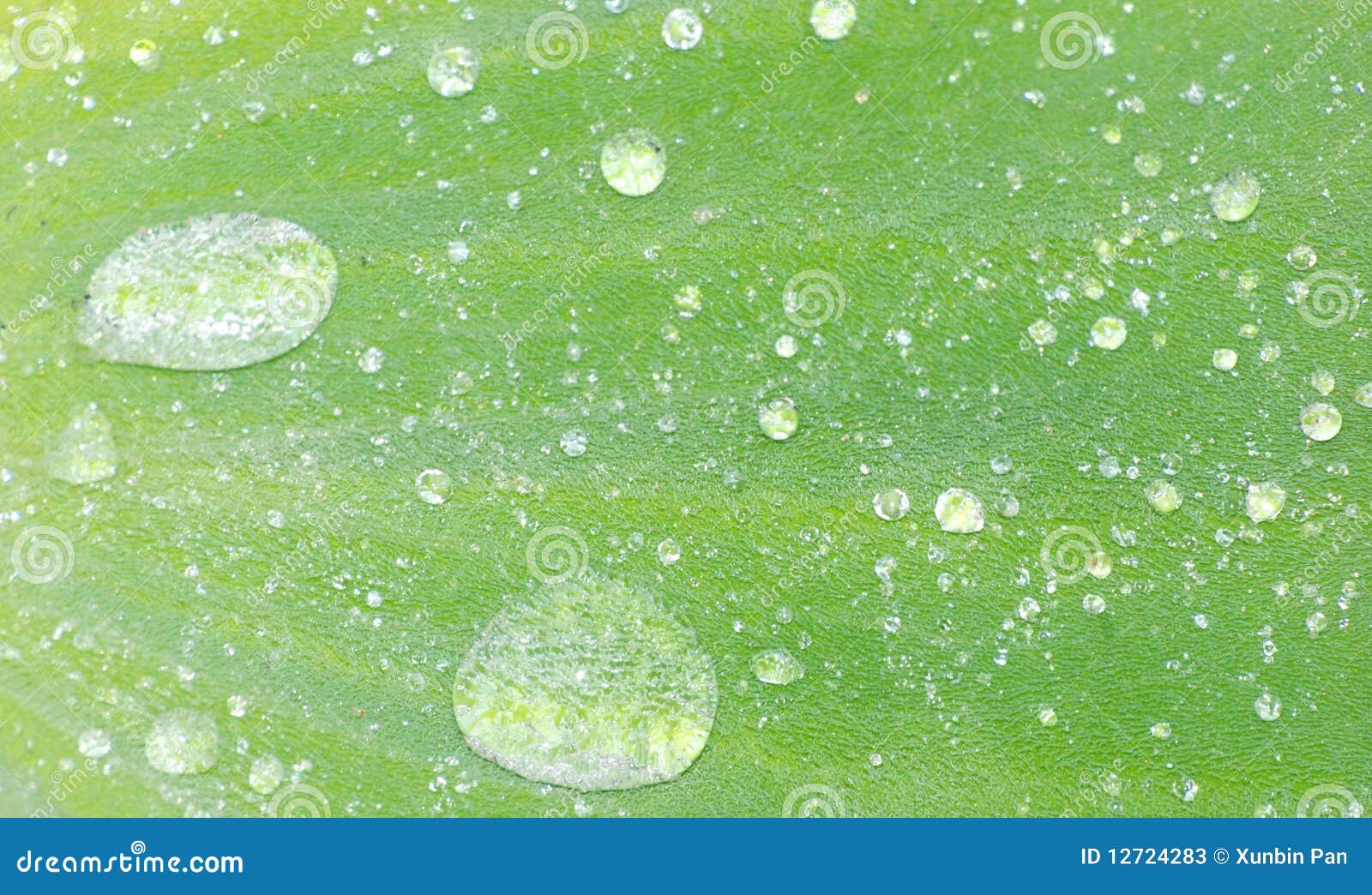 Spring water drop on leaf stock image. Image of aqua - 12724283