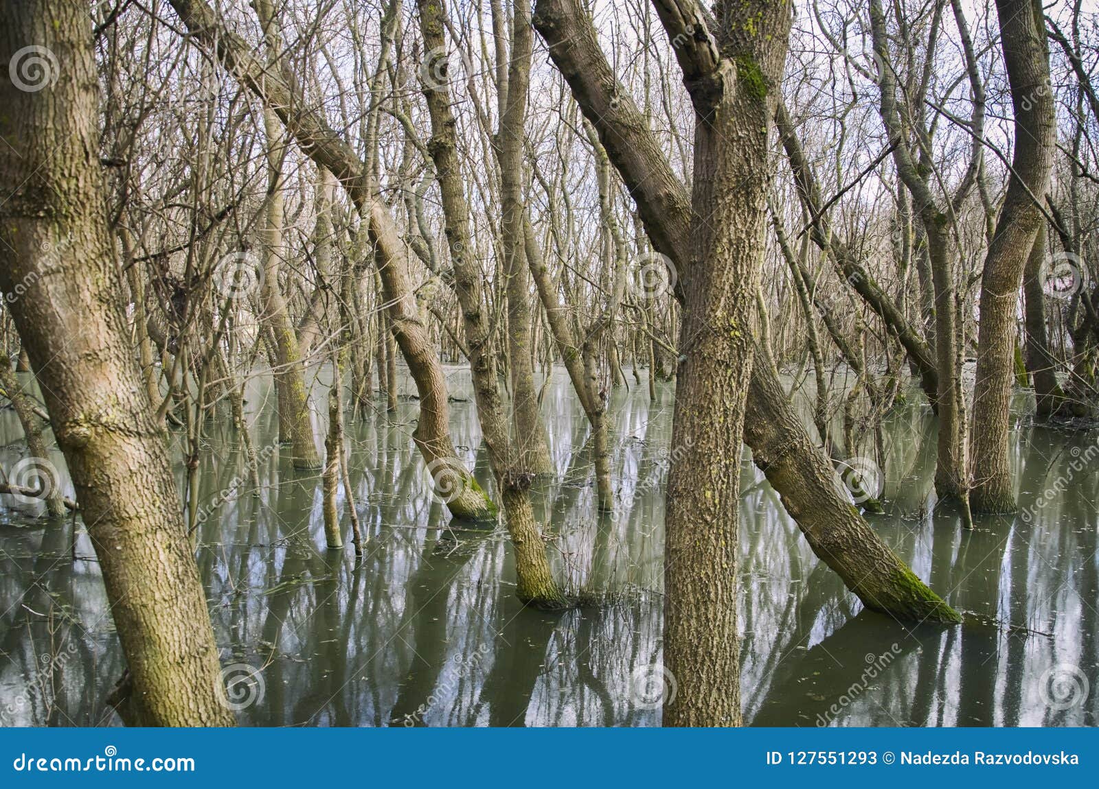 Spring Water Forest stock image. Image of weather, forest - 127551293