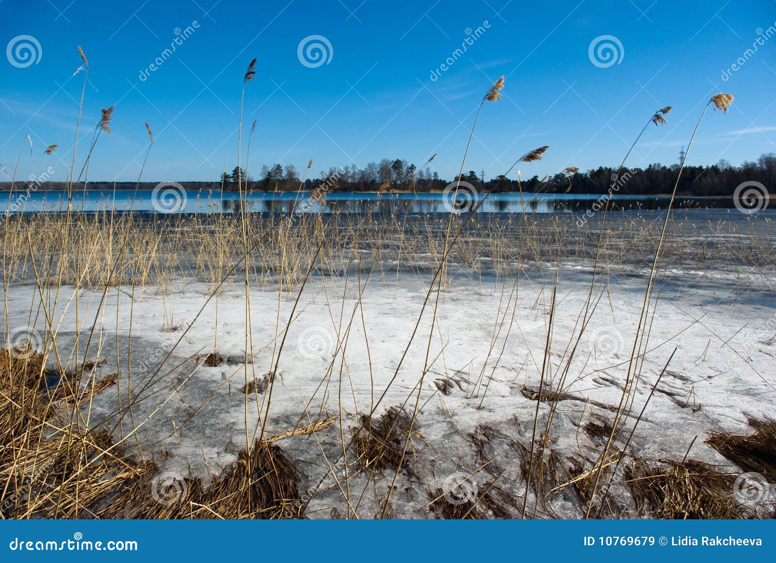 Spring water landscape stock image. Image of rush, edge - 10769679
