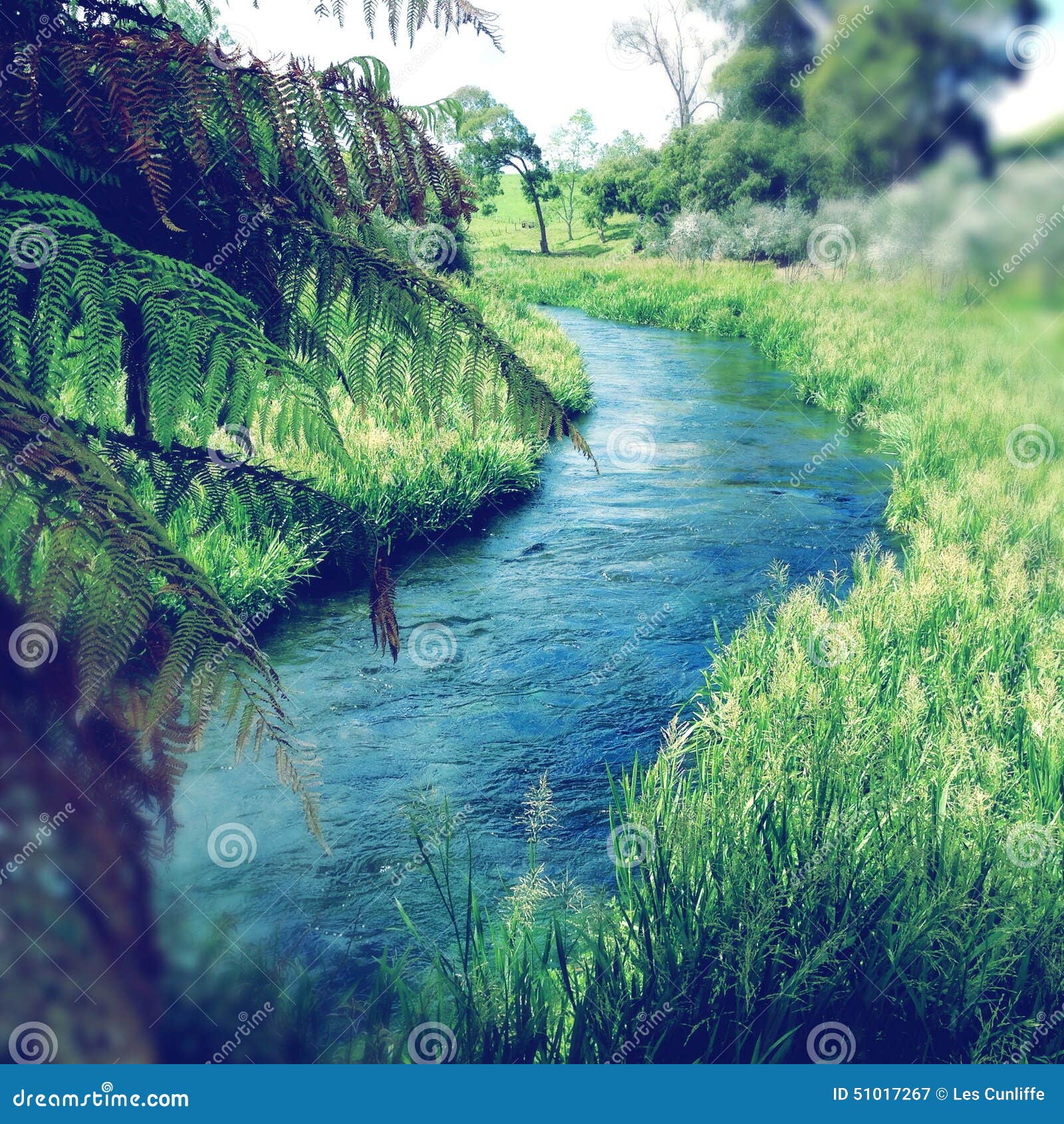 Spring water stock image. Image of flow, summer, creek - 51017267