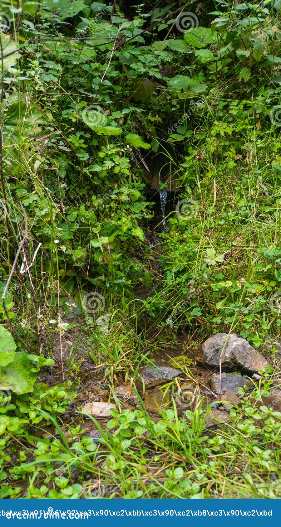 Spring Water Source in Green Forest Stock Photo - Image of forest ...