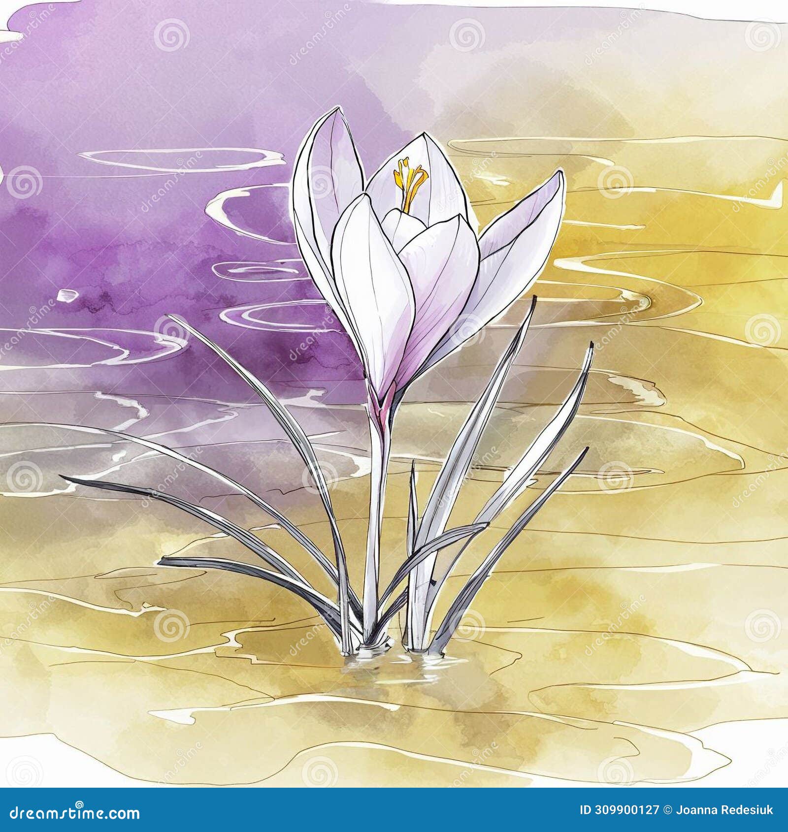 Spring Watercolor Graphics with Crocus Flower Stock Image - Image of ...