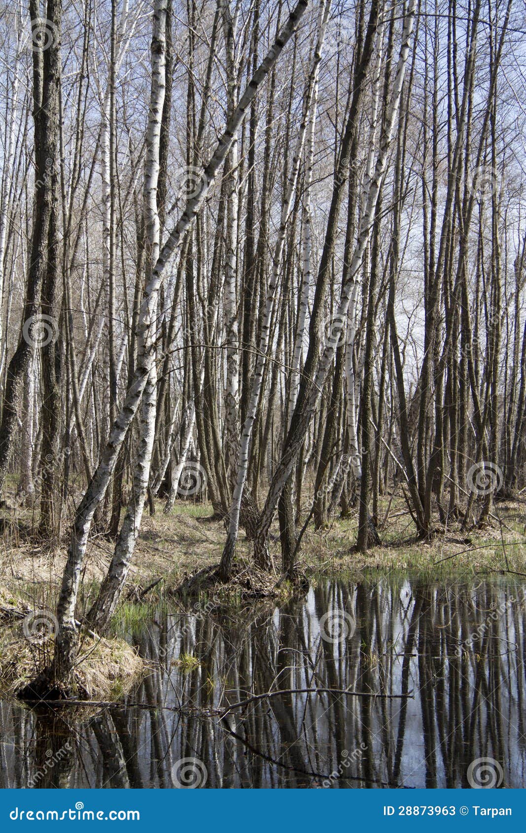Spring Waterlogged Deciduous Forest in Spring. Stock Image - Image of ...