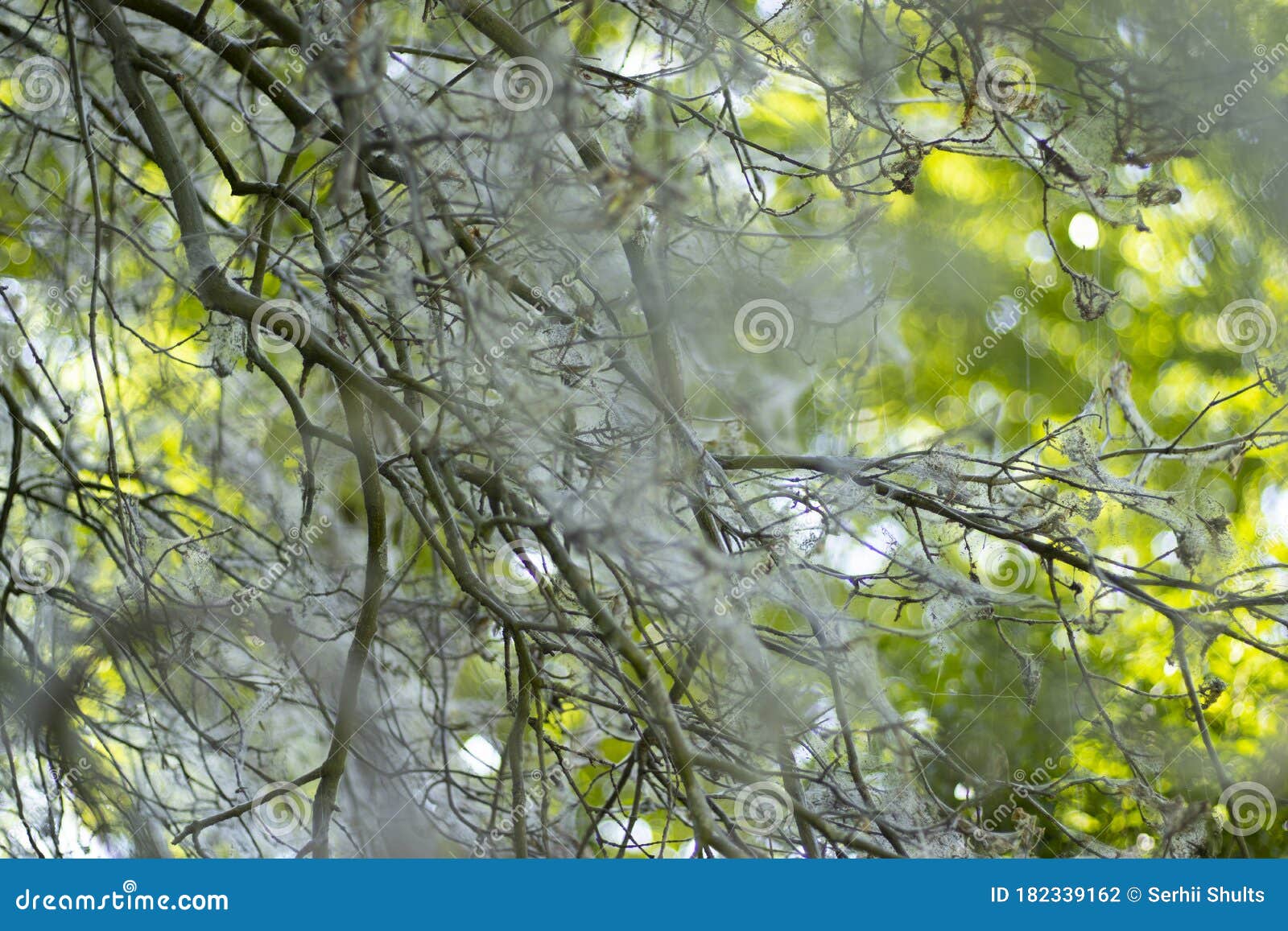 Spring web on tree stock photo. Image of basking, madness - 182339162