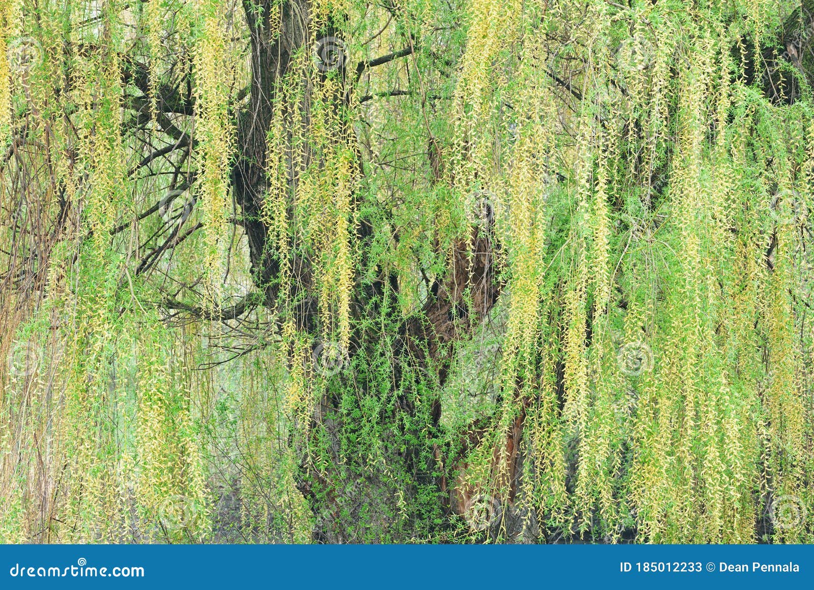 Spring Weeping Willow stock image. Image of green, landscape - 185012233