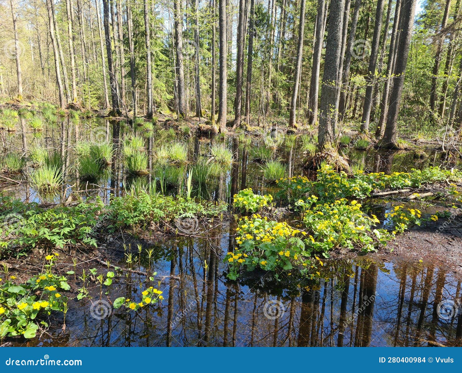 Spring in the wetland stock photo. Image of blooming - 280400984