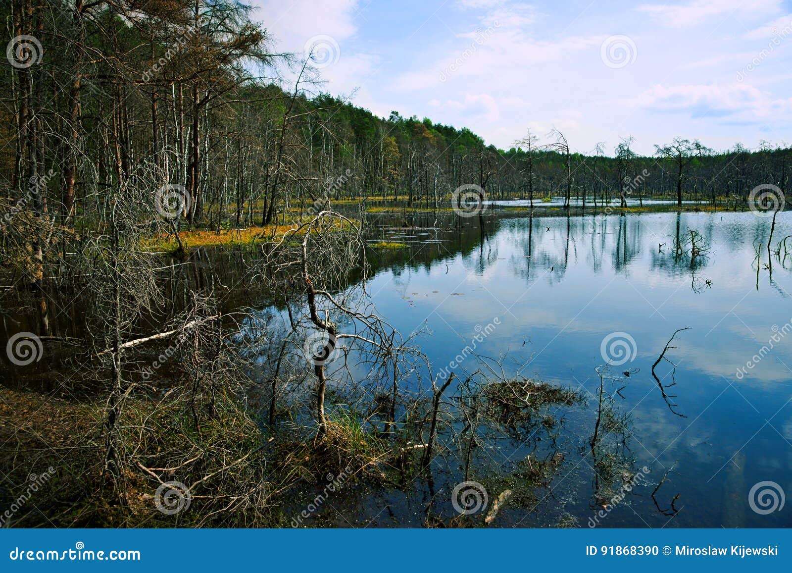 Spring, Wetland, Pond and Forest, Landscape Stock Photo - Image of blue ...