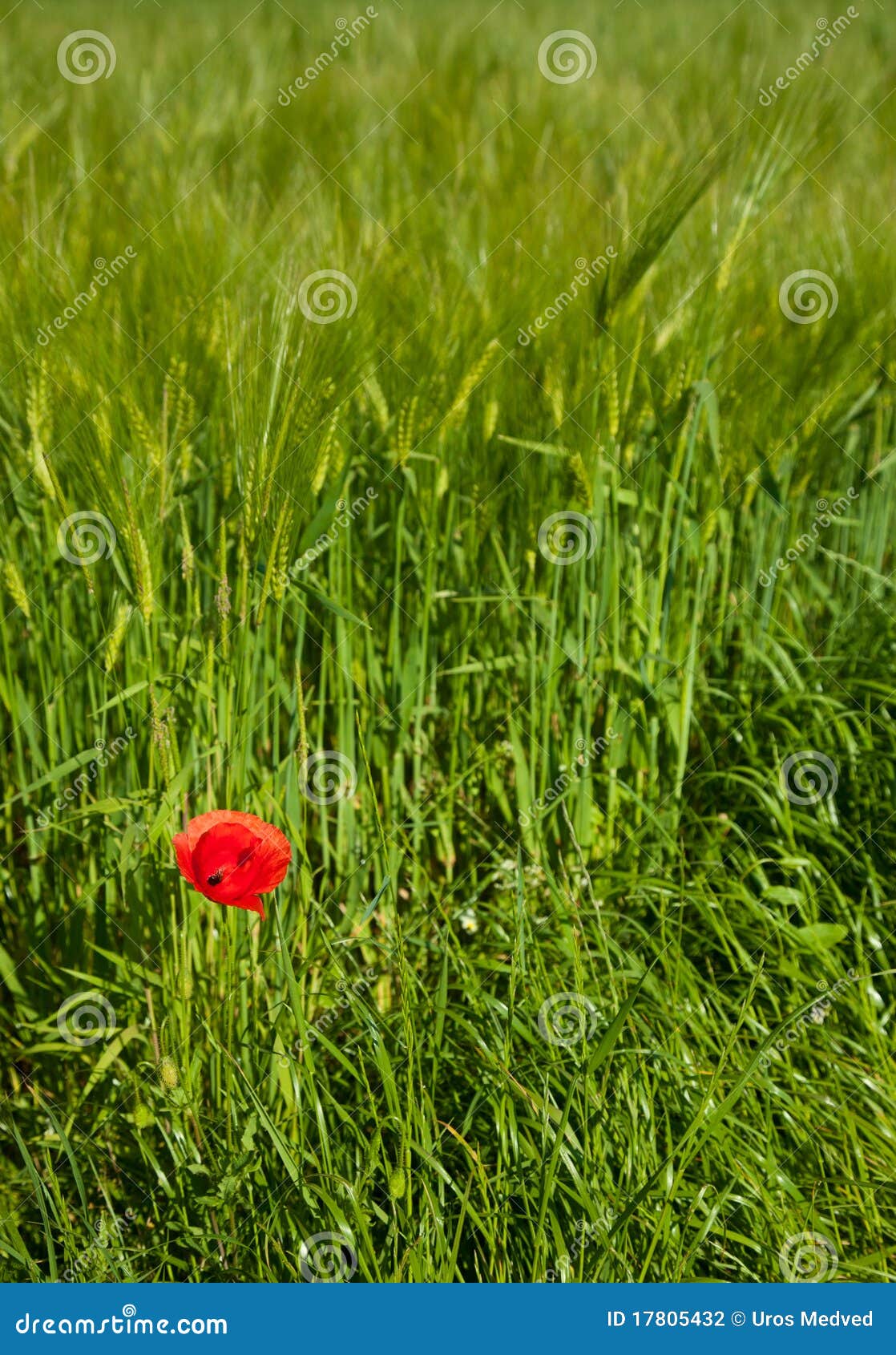 Spring wheat stock photo. Image of landscape, harvest - 17805432