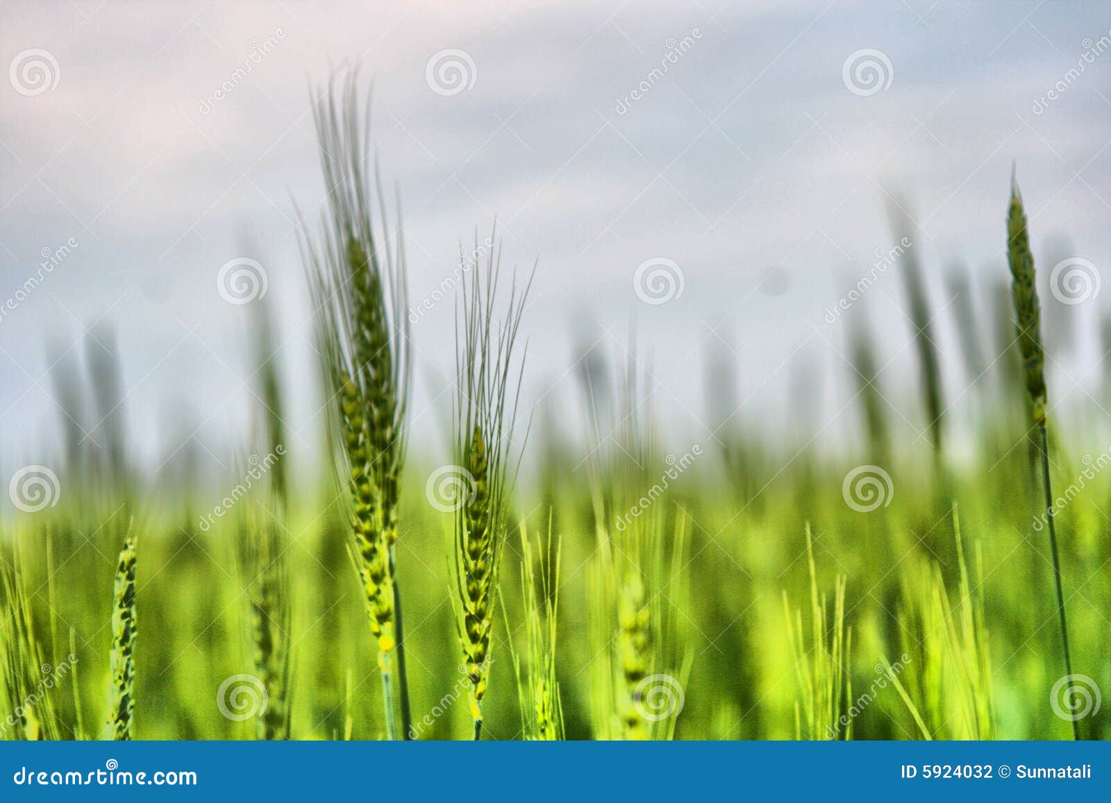 Spring wheat stock photo. Image of landscap, growing, background - 5924032