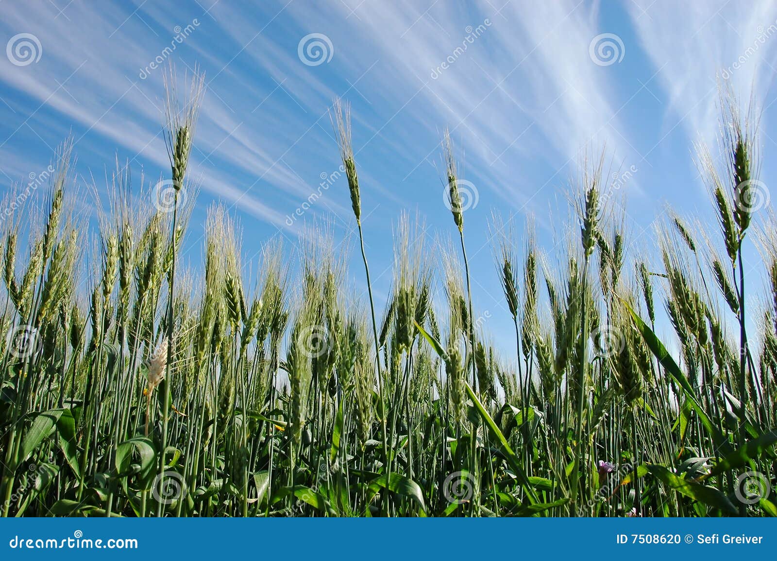 Spring Wheat stock photo. Image of crops, cereals, green - 7508620
