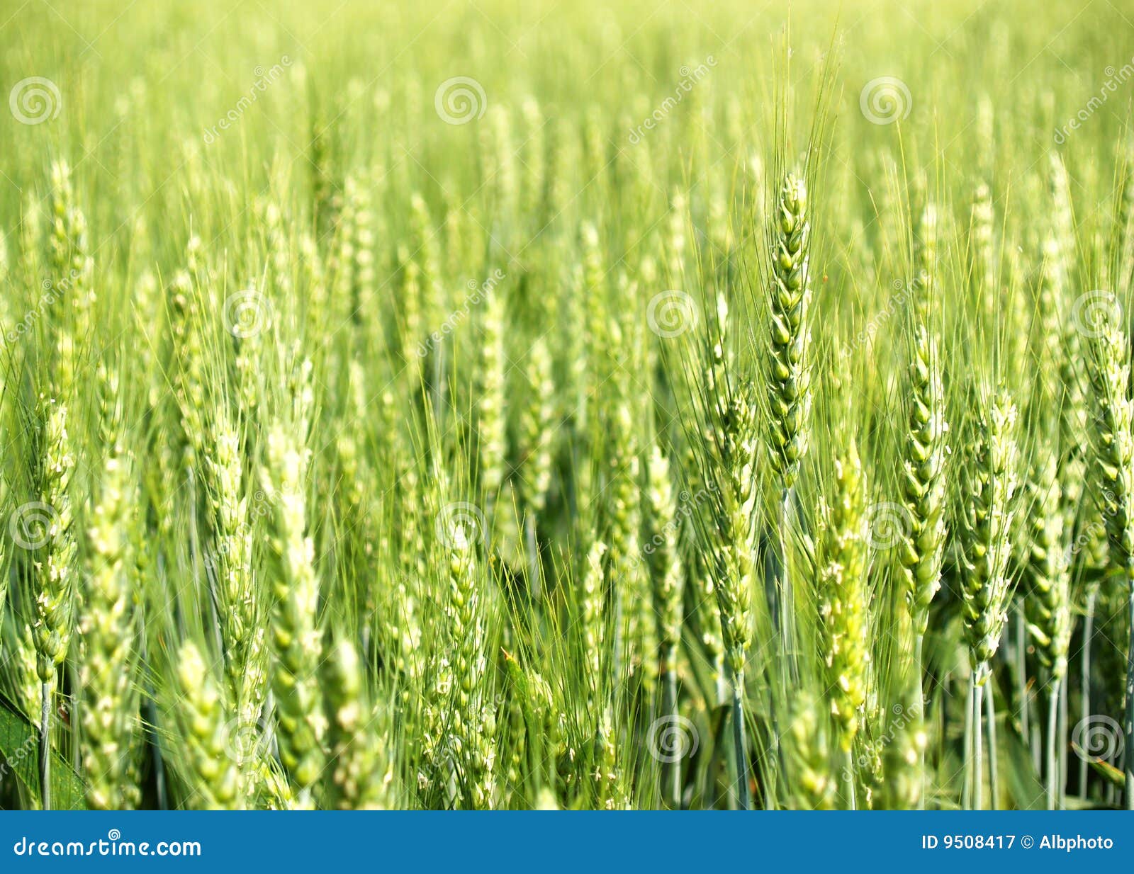 Spring wheat stock image. Image of harvest, agriculture - 9508417