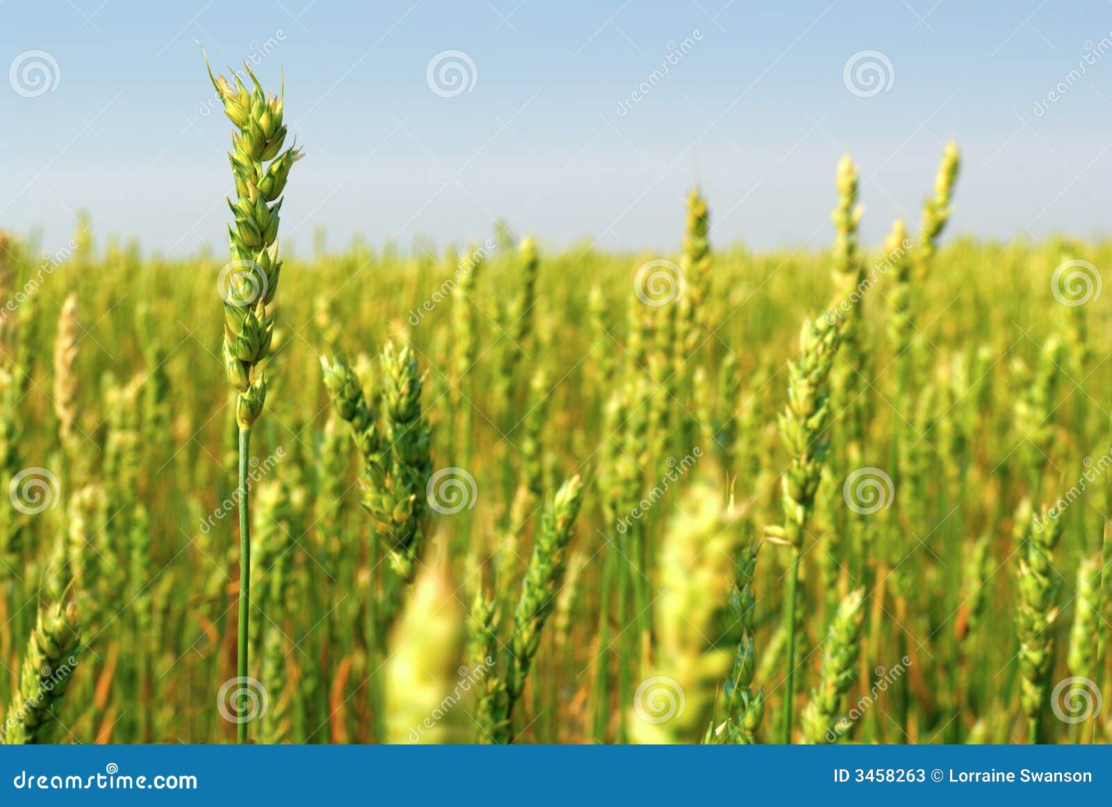 Spring Wheat Crop stock image. Image of harvest, saskatchewan - 3458263
