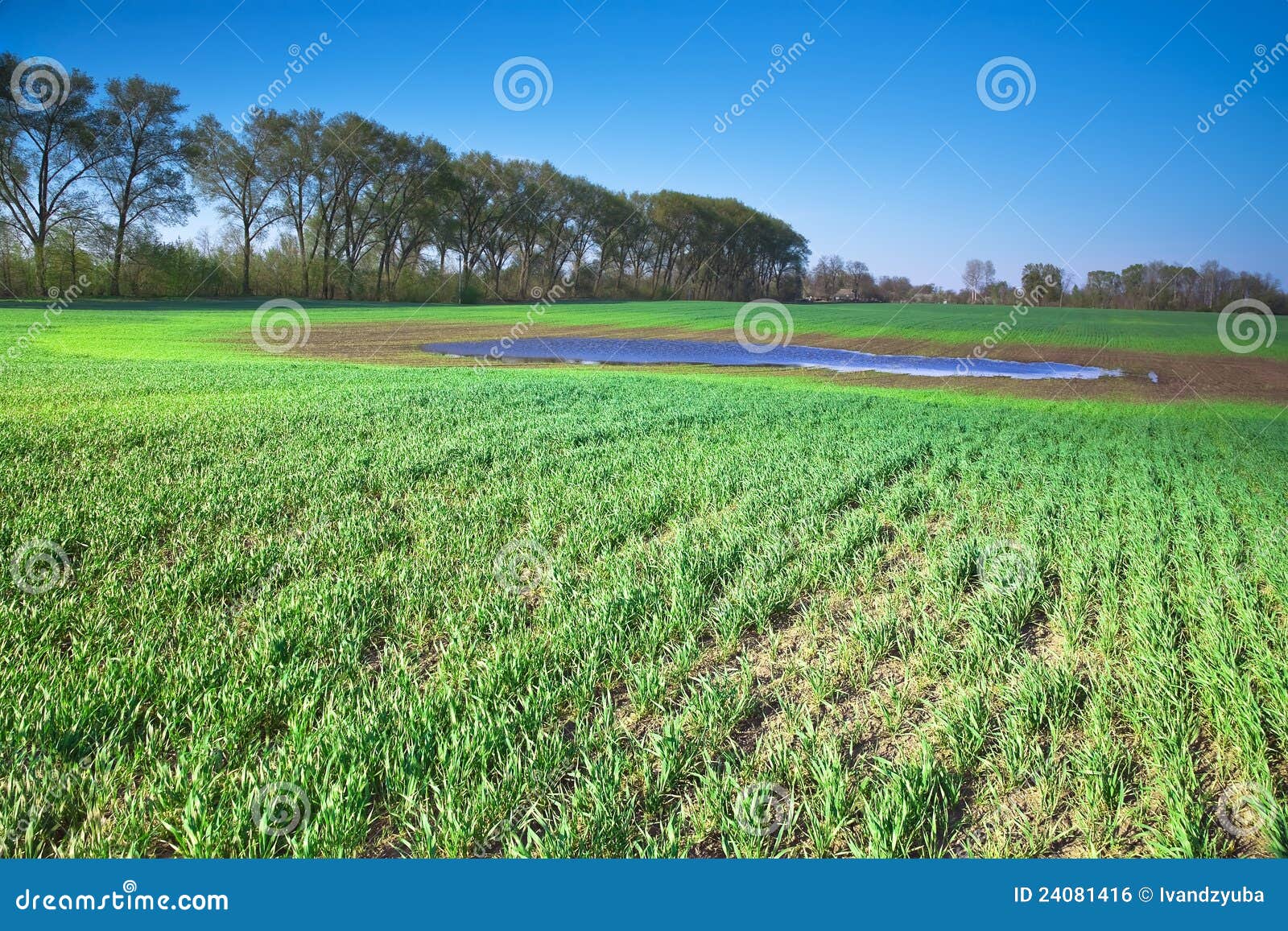 Spring wheat field stock photo. Image of color, beauty - 24081416