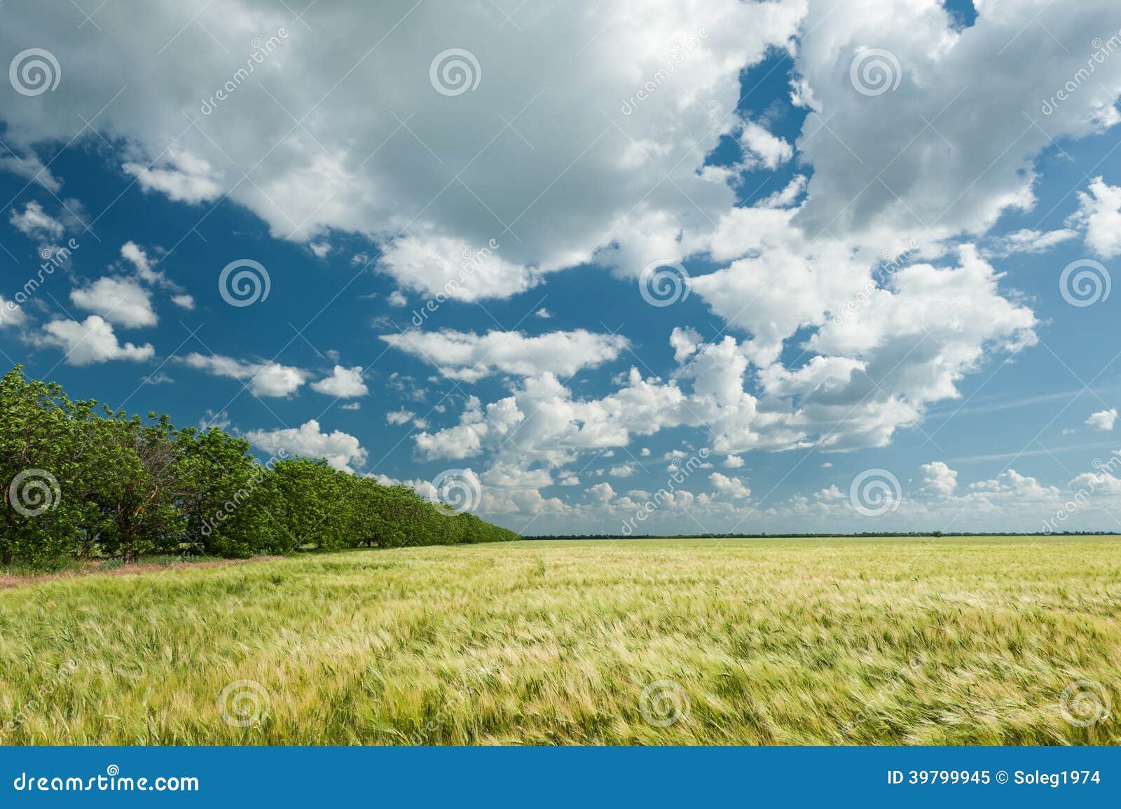 Spring Wheat Field and Blue Sky Spring Landscape Stock Image - Image of ...