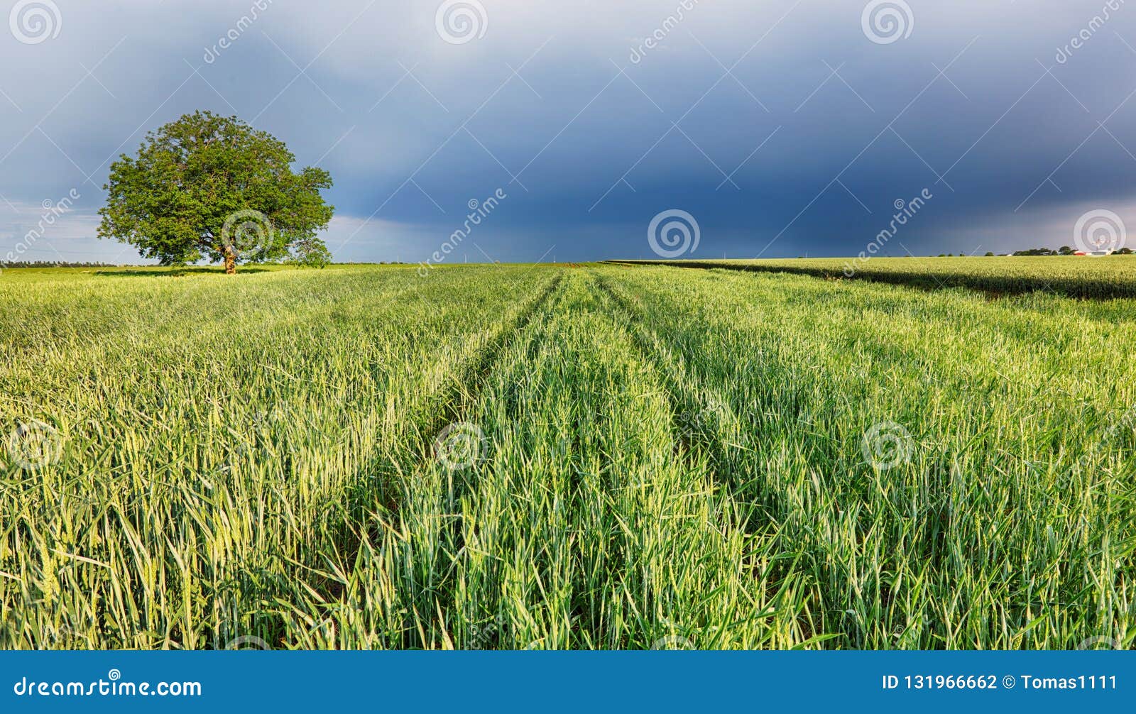 Spring Wheat Field Landscape with Path Stock Photo - Image of grass ...