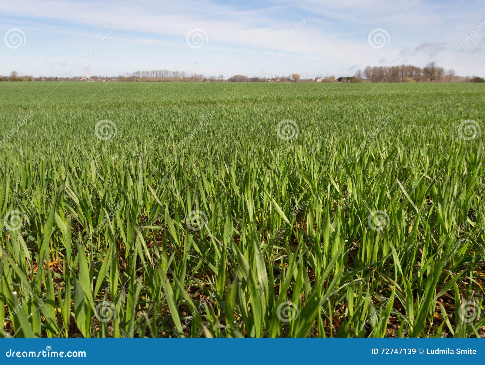 Spring wheat field. stock image. Image of background - 72747139