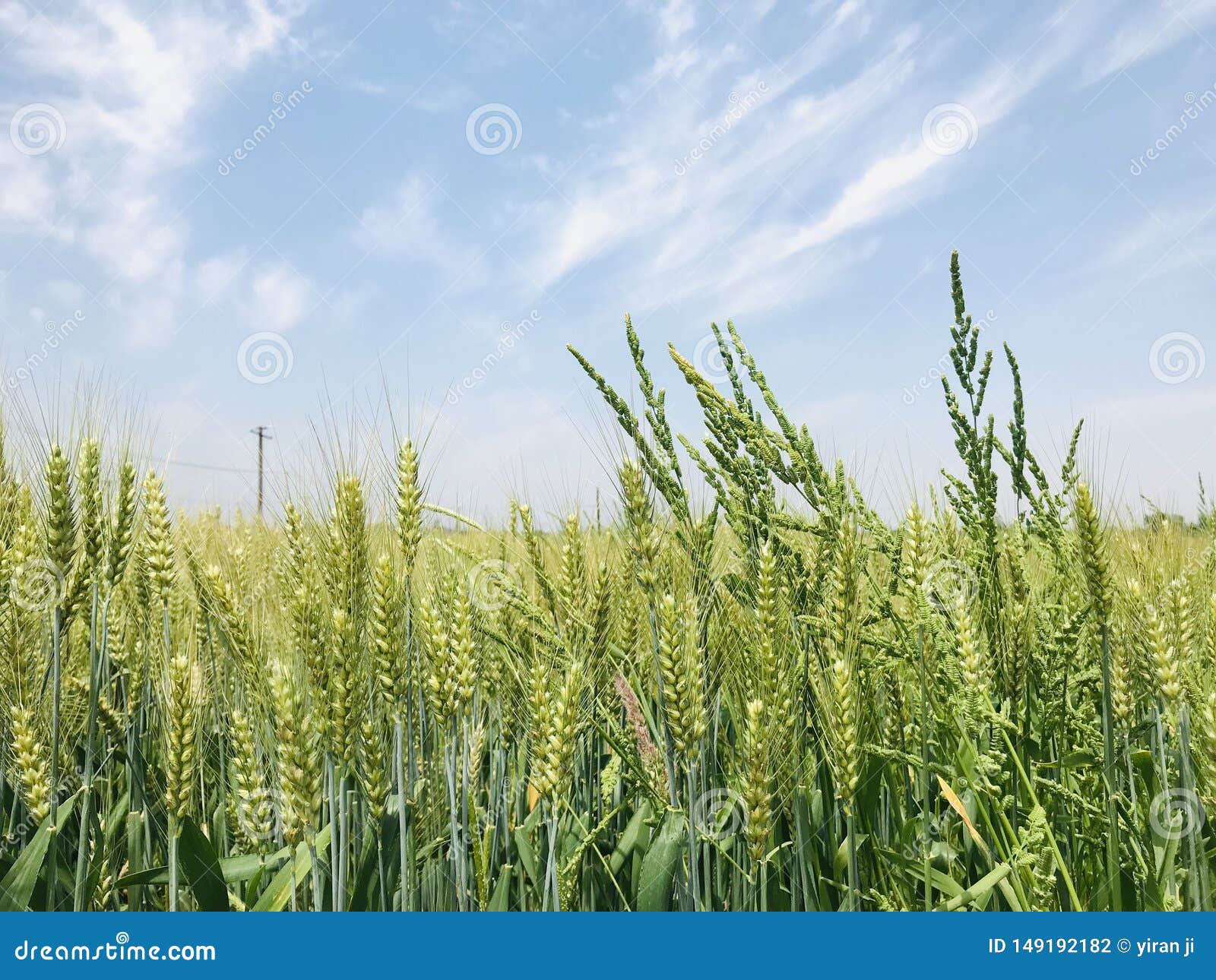 Spring wheat stock photo. Image of spring, lush, heralds - 149192182
