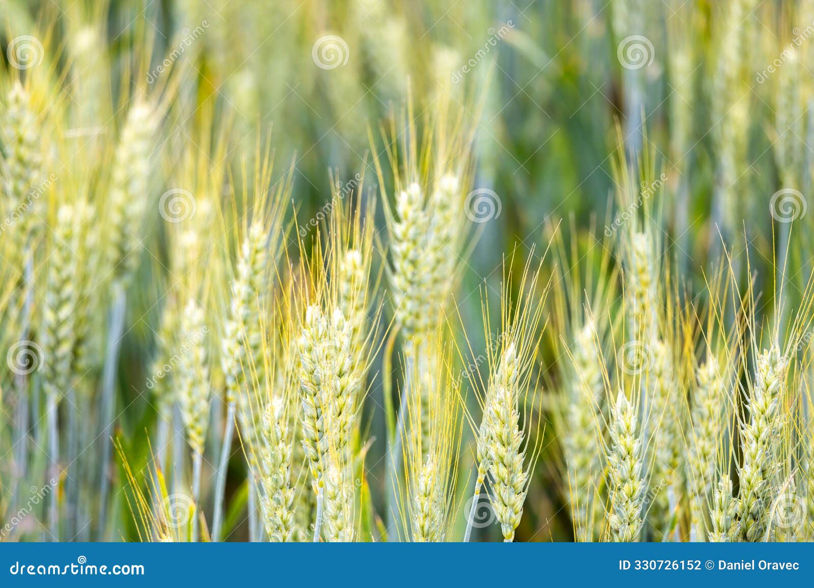 Spring Wheat Plants on Field, Close Up Stock Photo - Image of cereal ...