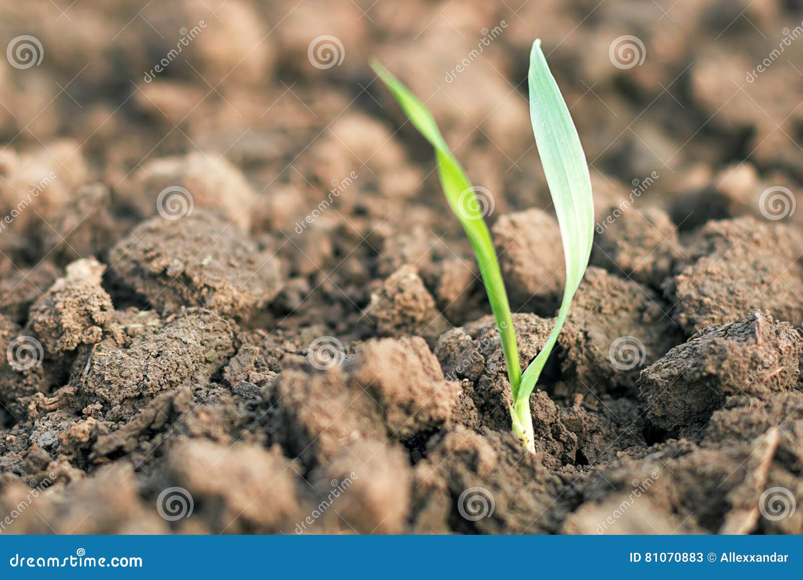 Spring Wheat Seedling. Growth Concept Stock Image - Image of plant ...