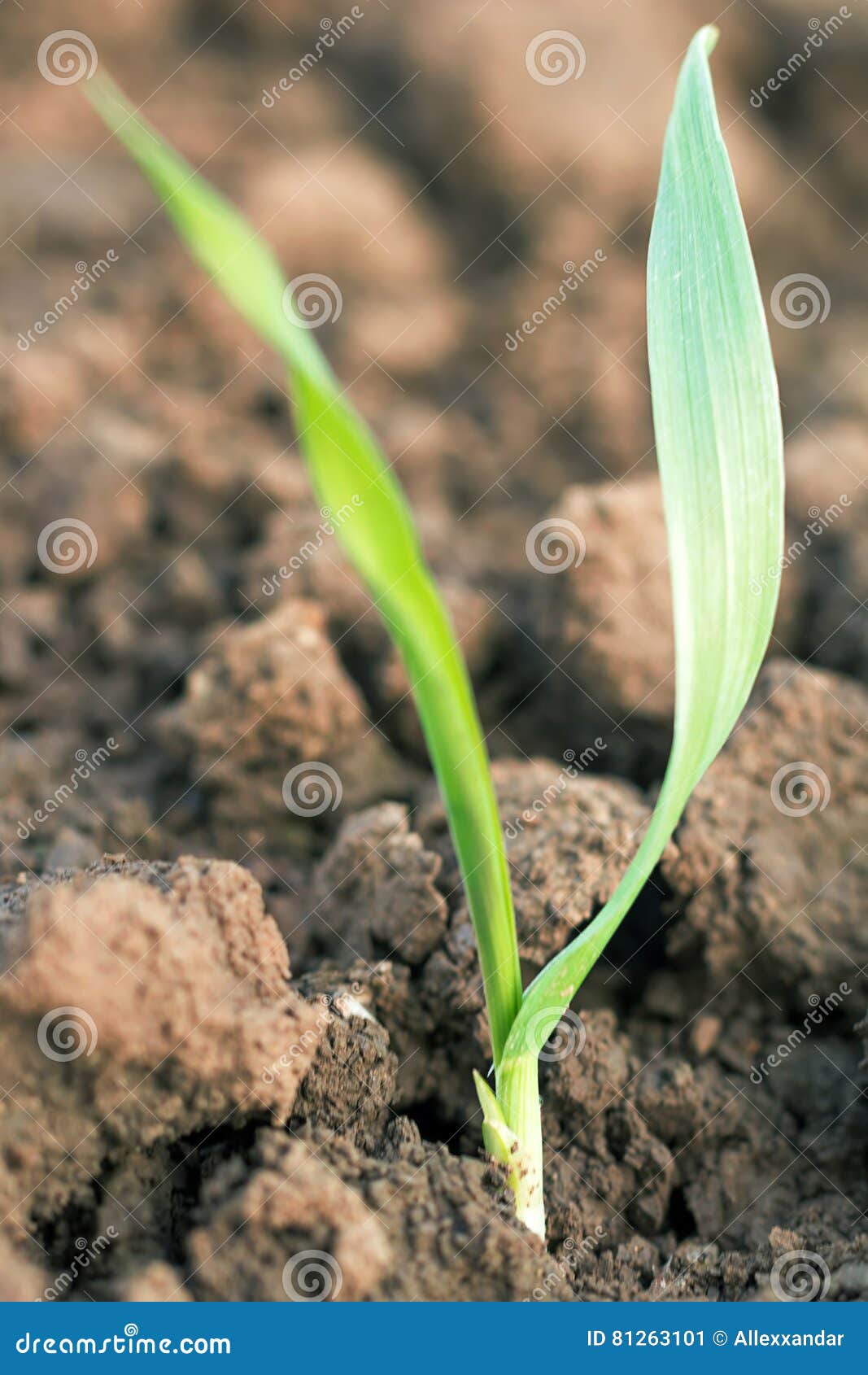 Spring Wheat Seedling. Growth Concept Stock Image - Image of farm ...