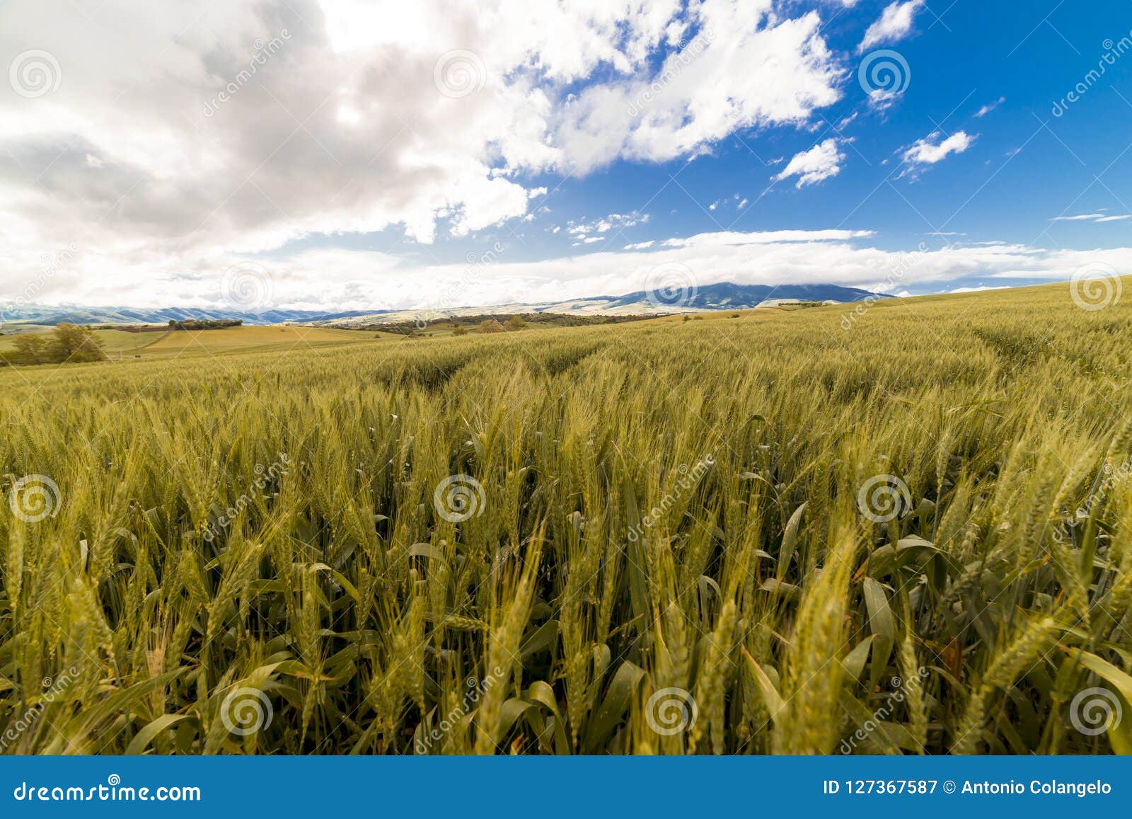 Spring, where are you? stock image. Image of infinite - 127367587