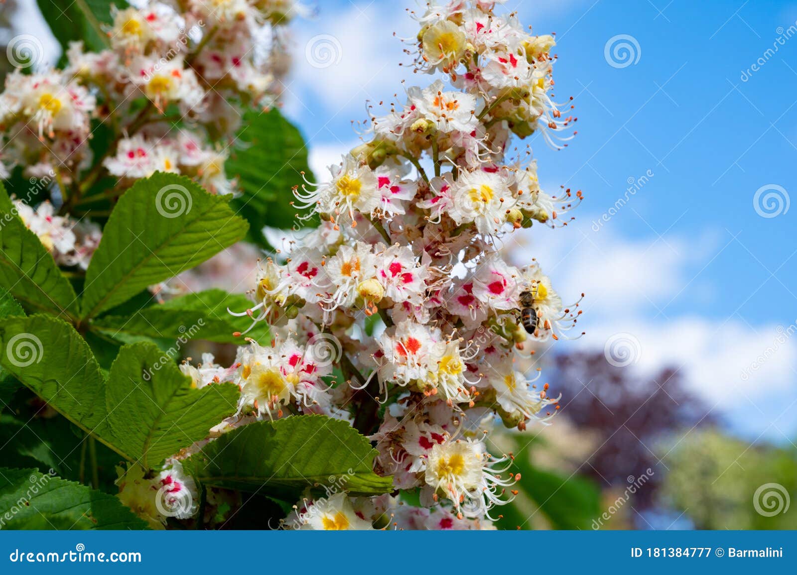 Spring White Blossom of Chesnut Trees and Pollination on Flowers by ...
