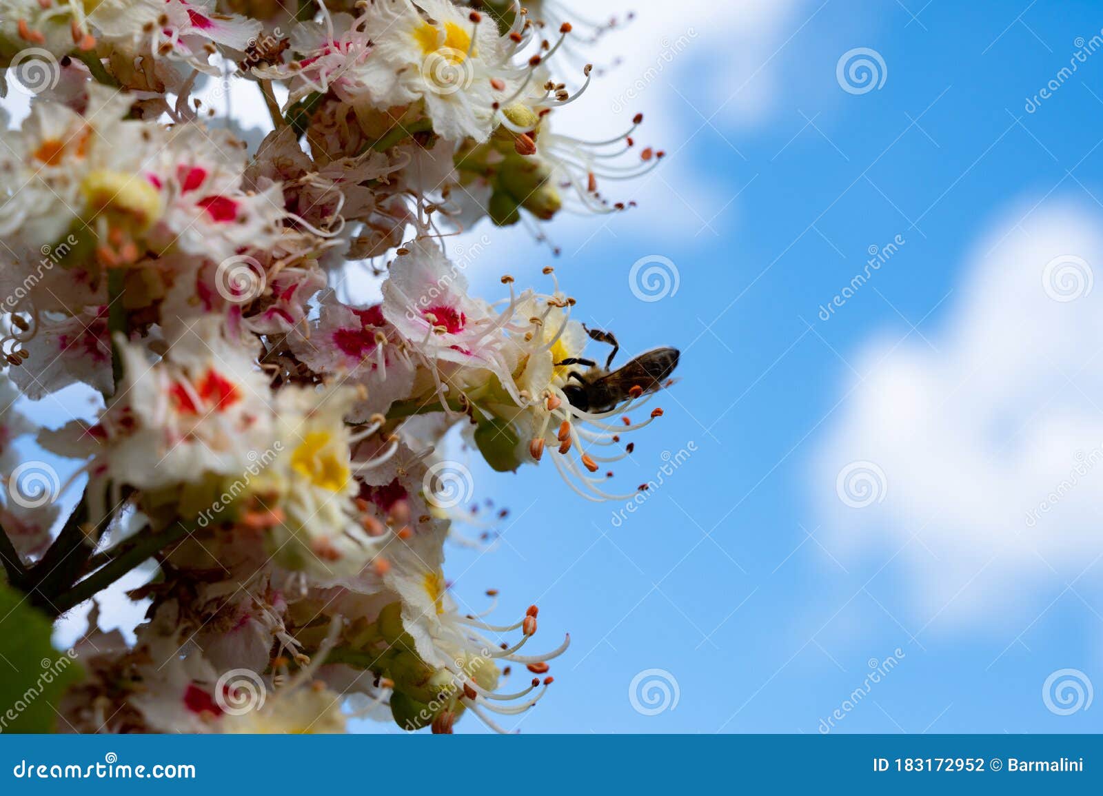 Spring White Blossom of Chesnut Trees and Pollination on Flowers by ...