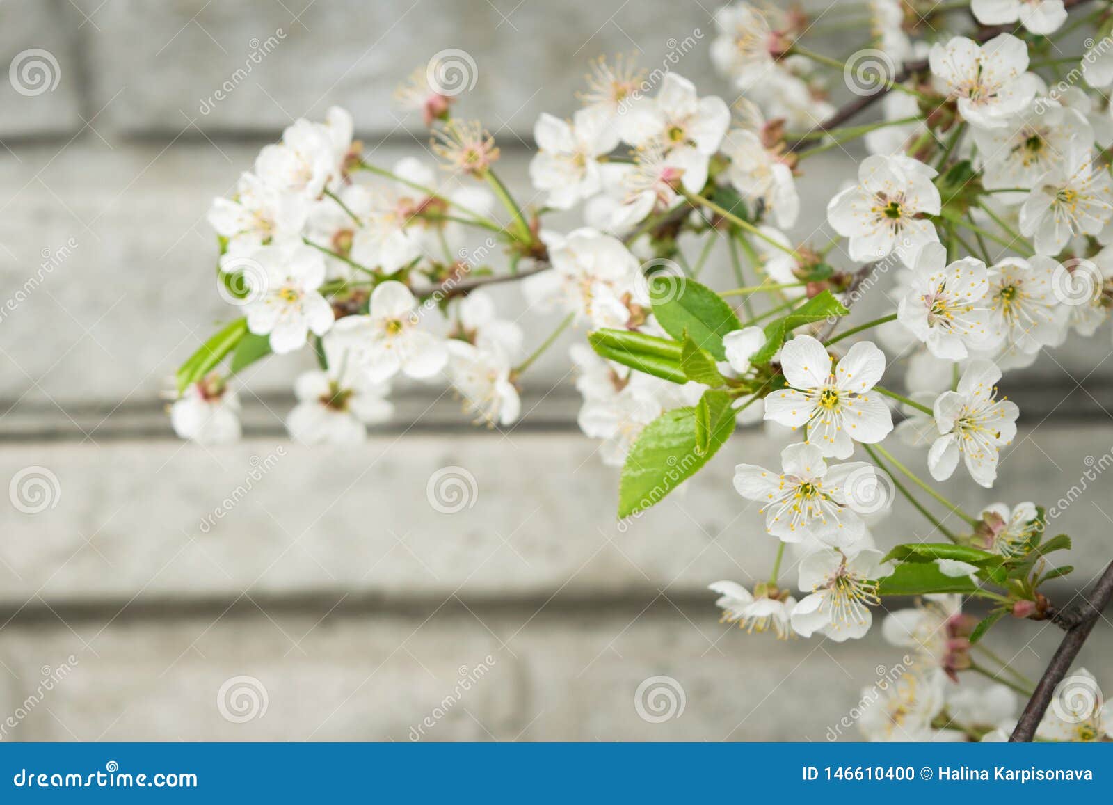Spring Background. Spring White Blossoms. Flowering Tree Branch Against ...