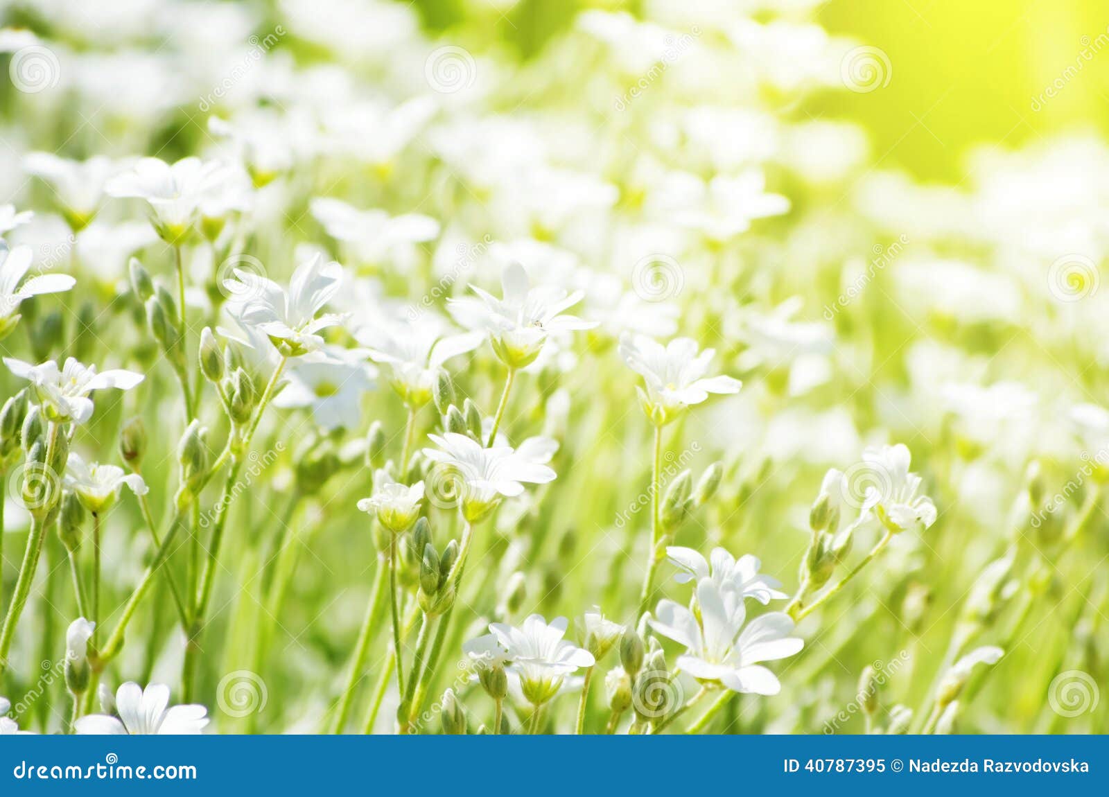 Spring White Flower stock image. Image of floral, plant - 40787395