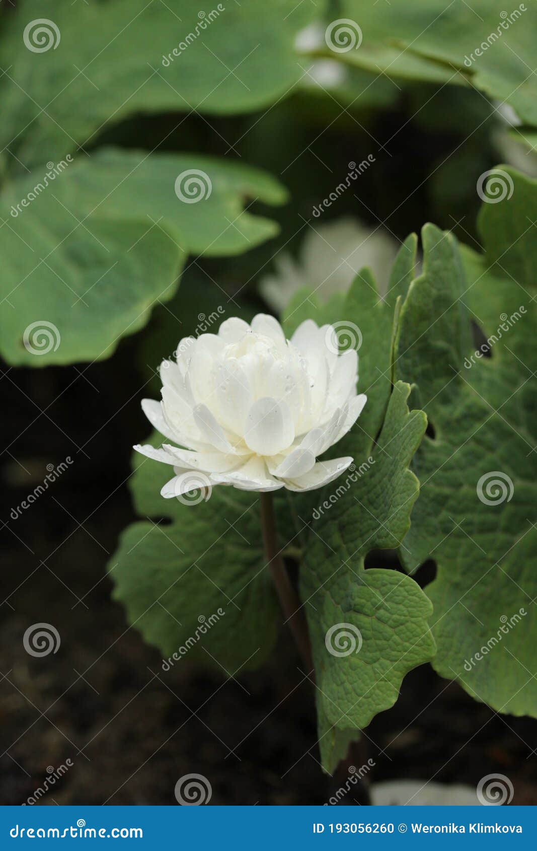 Spring white flower stock photo. Image of closeup, leaves - 193056260