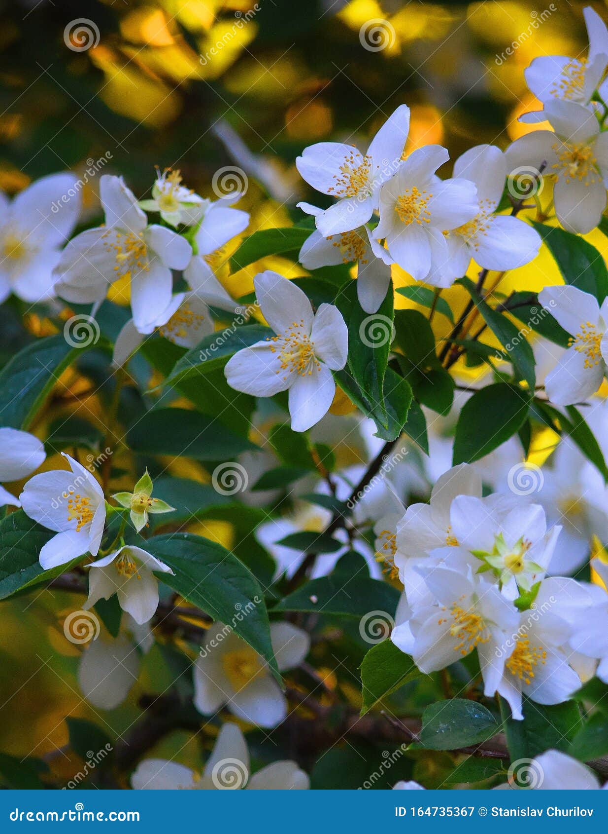Spring white flowers stock image. Image of white, spring - 164735367