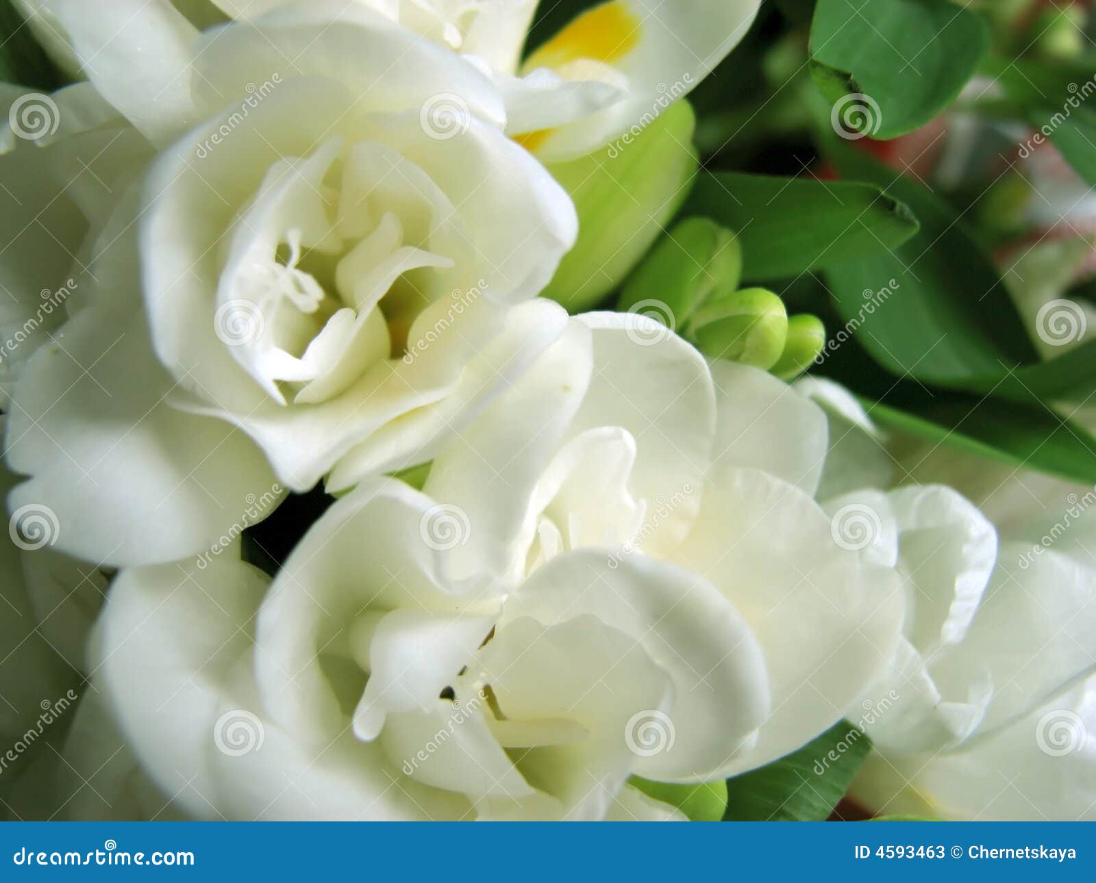 Spring white flowers stock image. Image of flowers, buds - 4593463