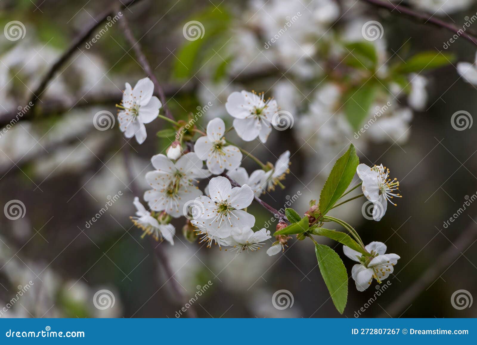 Spring White Flowers. Blooming Cherry in Spring Stock Image - Image of ...