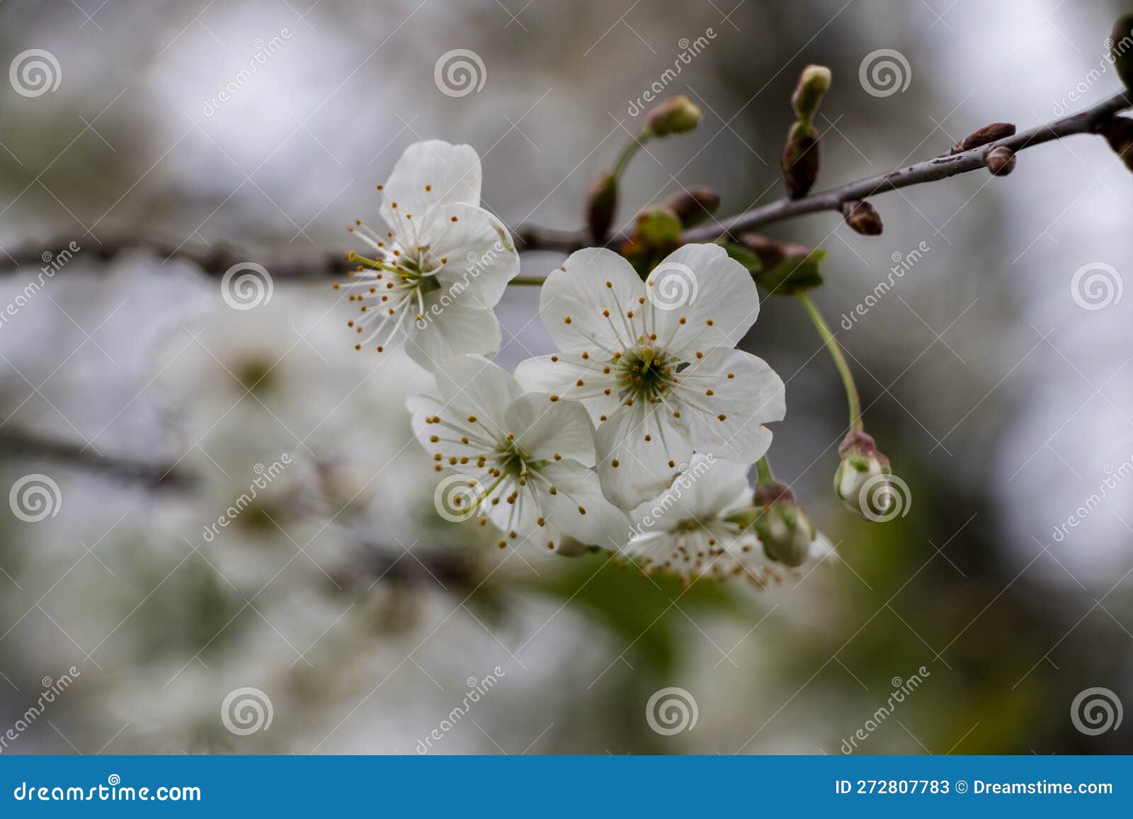 Spring White Flowers. Blooming Cherry in Spring Stock Image - Image of ...