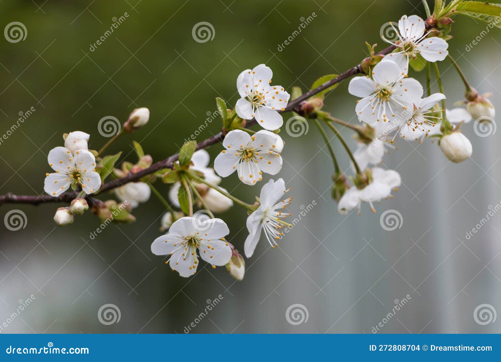 Spring White Flowers. Blooming Cherry in Spring Stock Photo - Image of ...