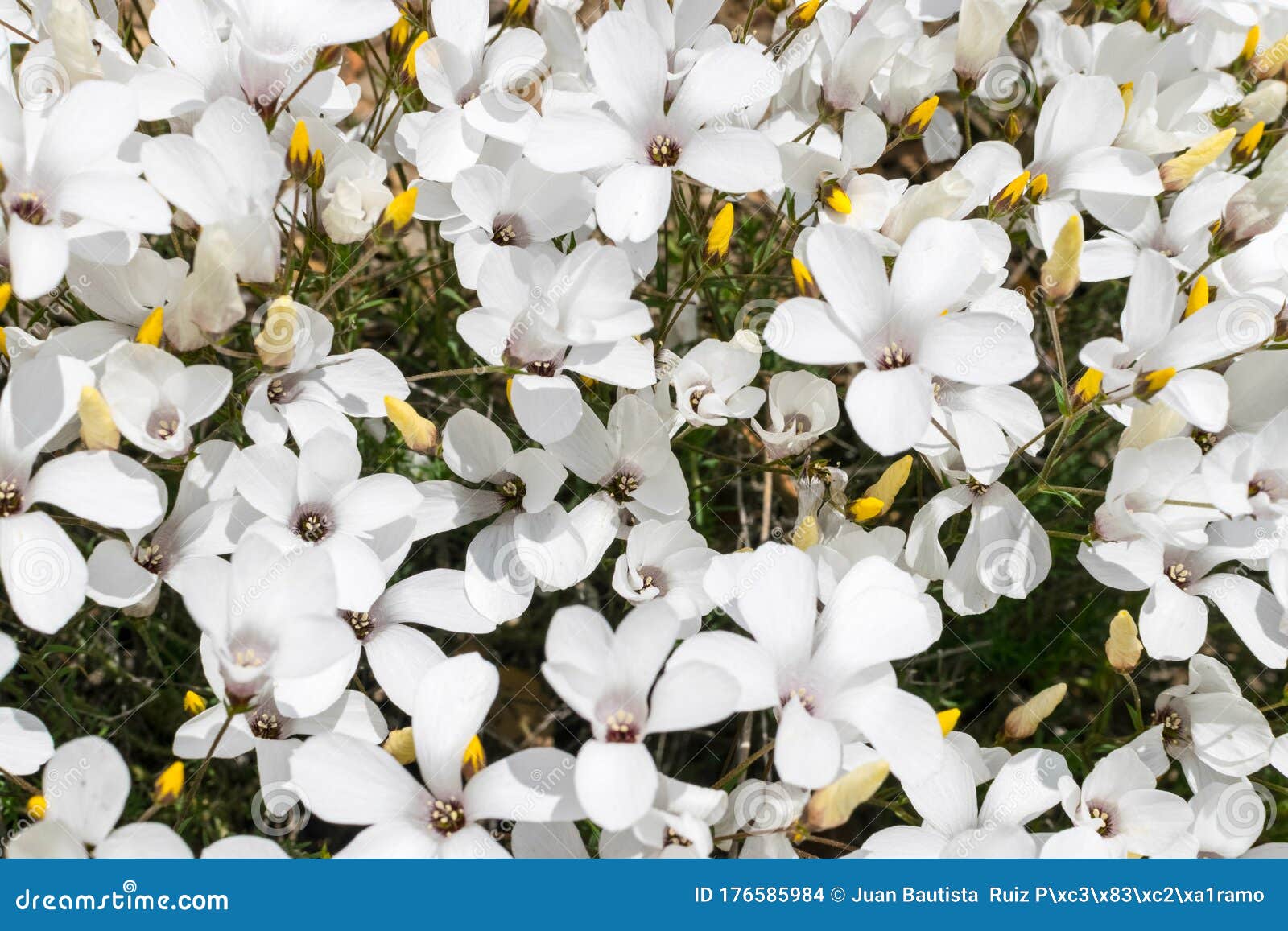 Spring White Flowers at Noon Stock Photo - Image of plain, farm: 176585984
