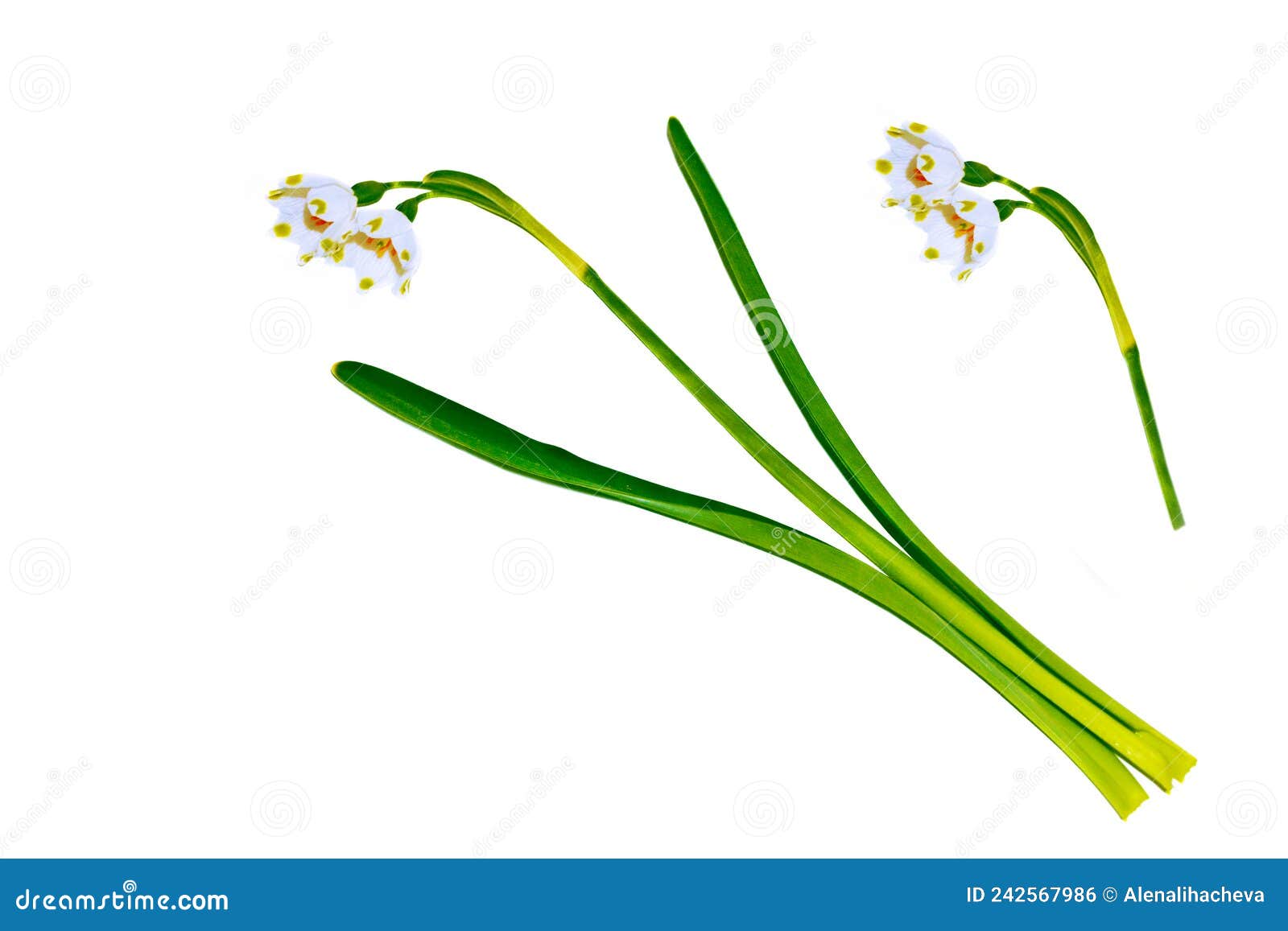 Spring White Flowers Snowdrop. Nature Stock Photo - Image of ...