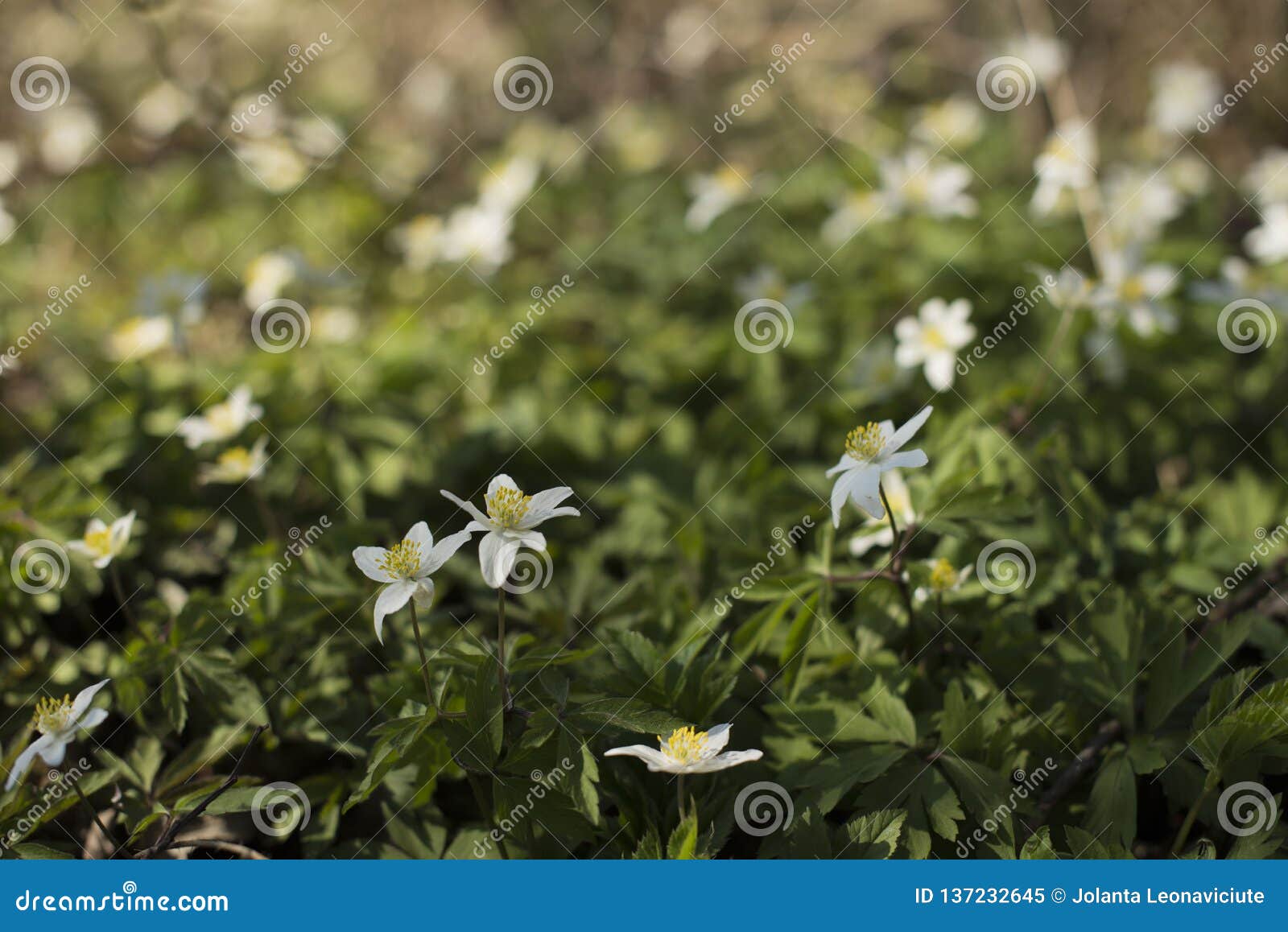 Spring white flowers stock image. Image of closeup, blossom - 137232645