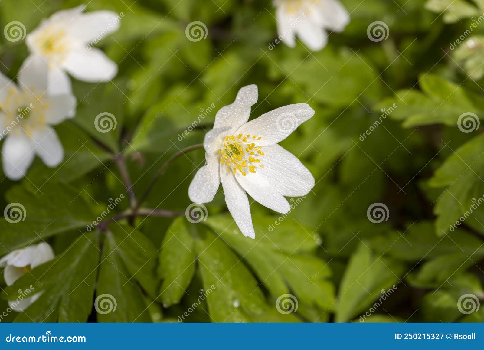 Spring White Flowers Sprouting in the Forest Stock Image - Image of ...