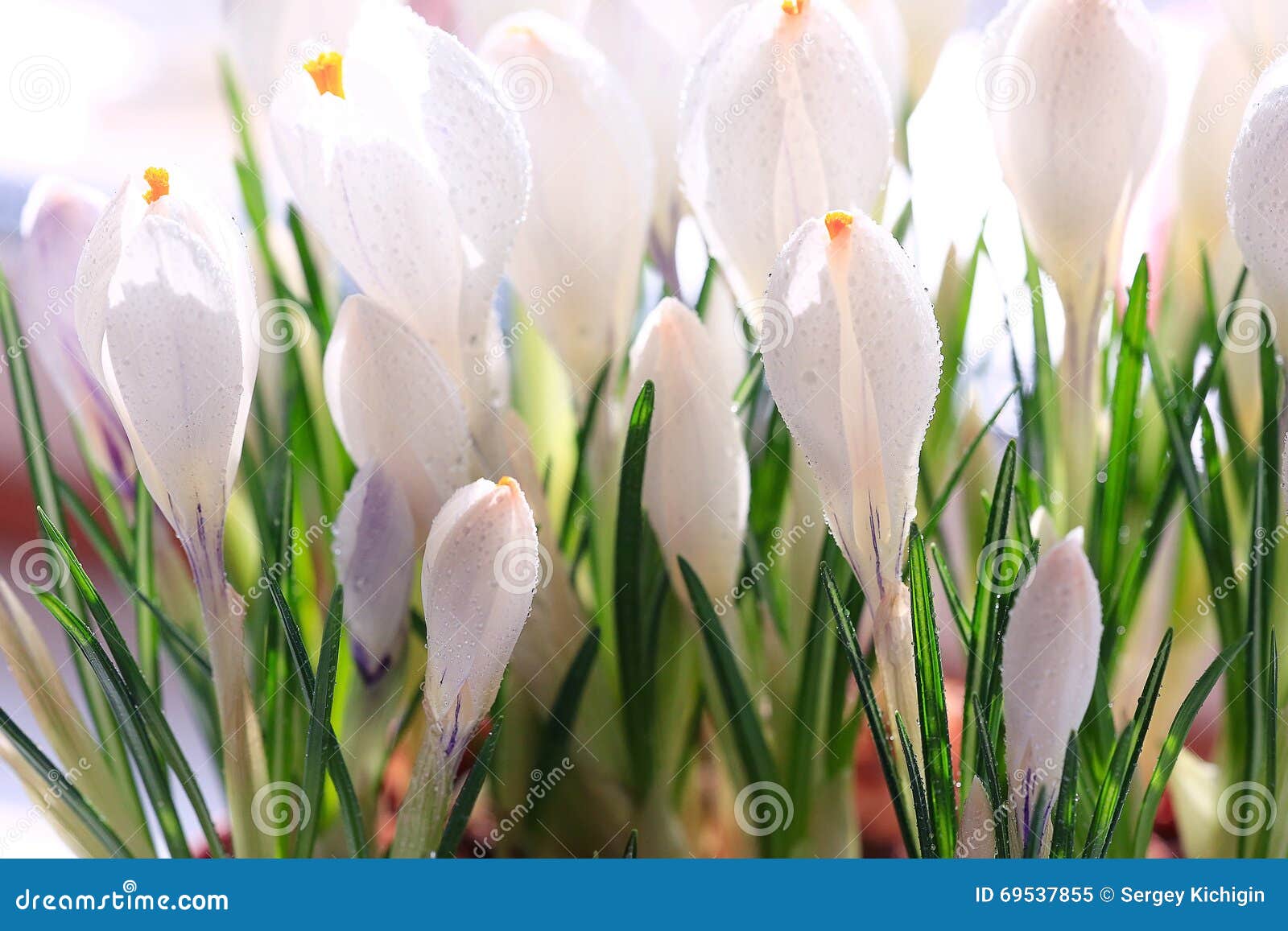Spring white flowers stock image. Image of bright, plant - 69537855
