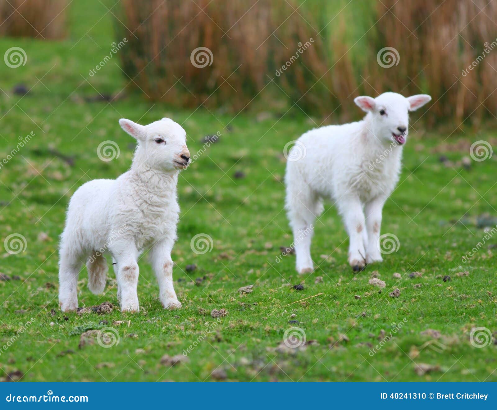 Spring white lambs stock photo. Image of lambs, newborn - 40241310