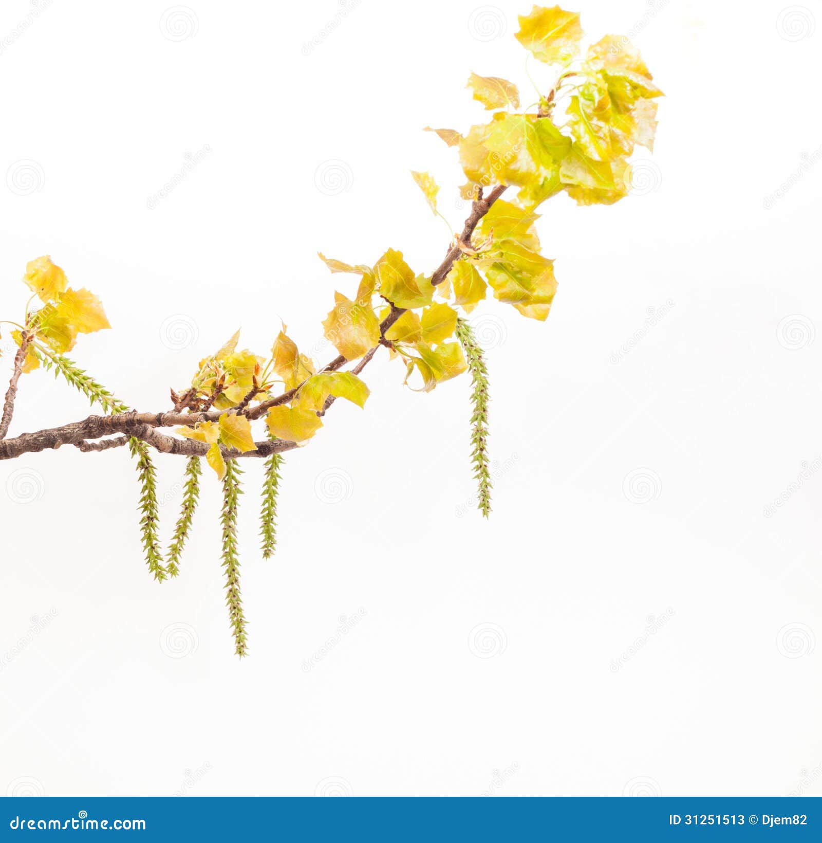 Spring white poplar branch stock image. Image of natural - 31251513