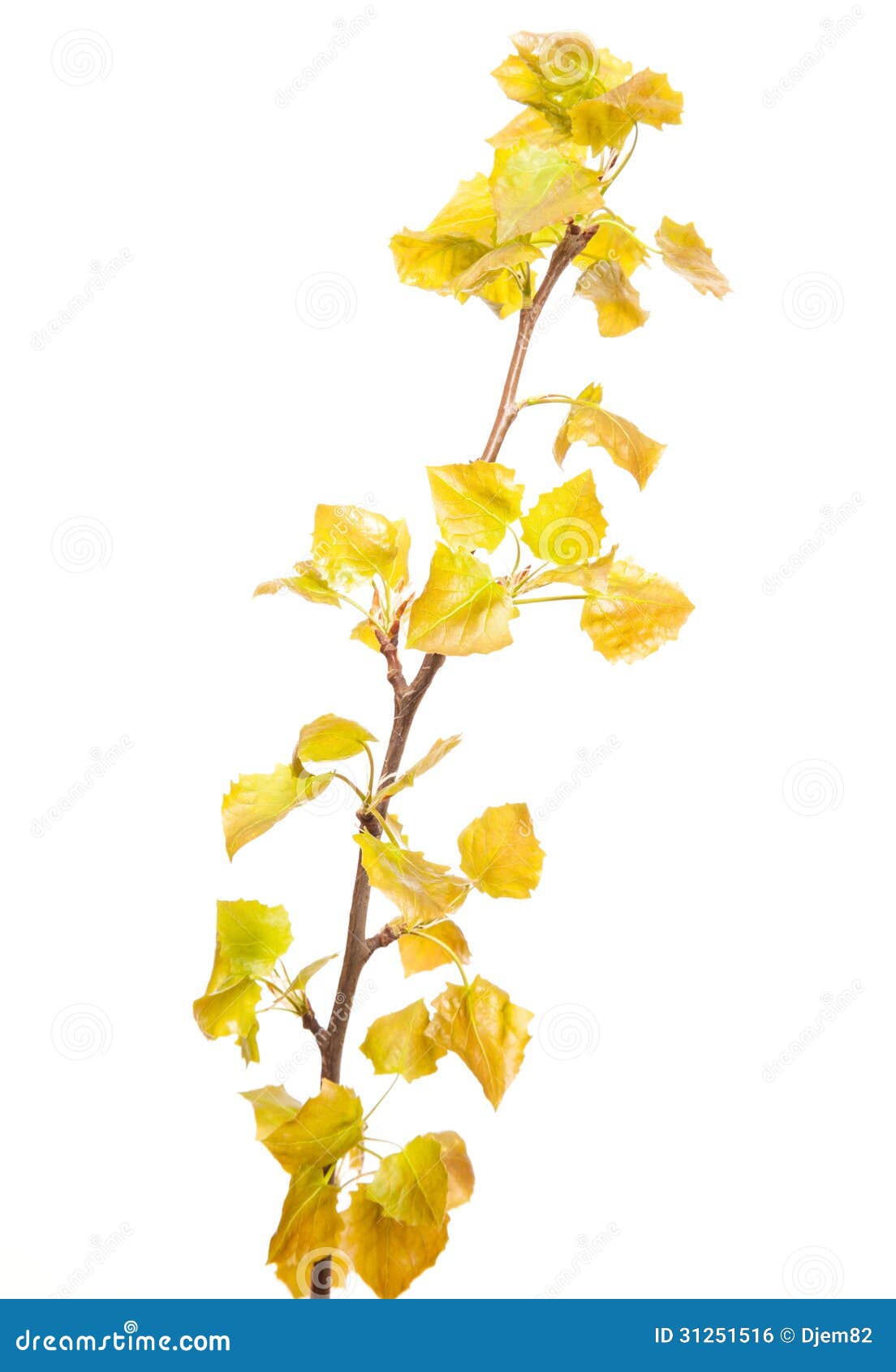 Spring white poplar branch stock photo. Image of botany - 31251516