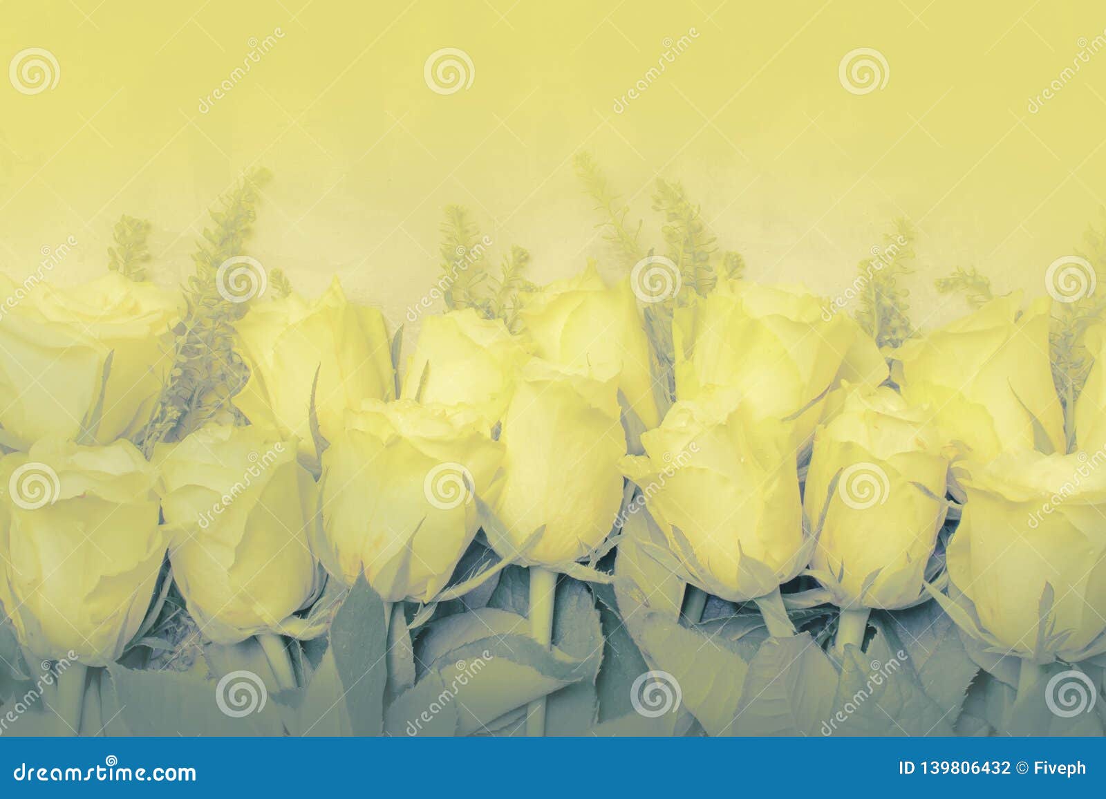 Spring White Roses with Green Grass, Flat Lay, Color Inversion Toned ...