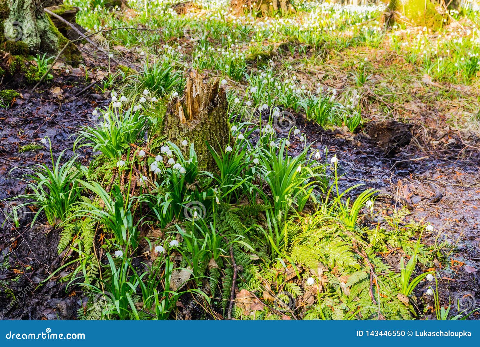 Spring White Snowflake Leucojum on Root in Forest Stock Photo - Image ...